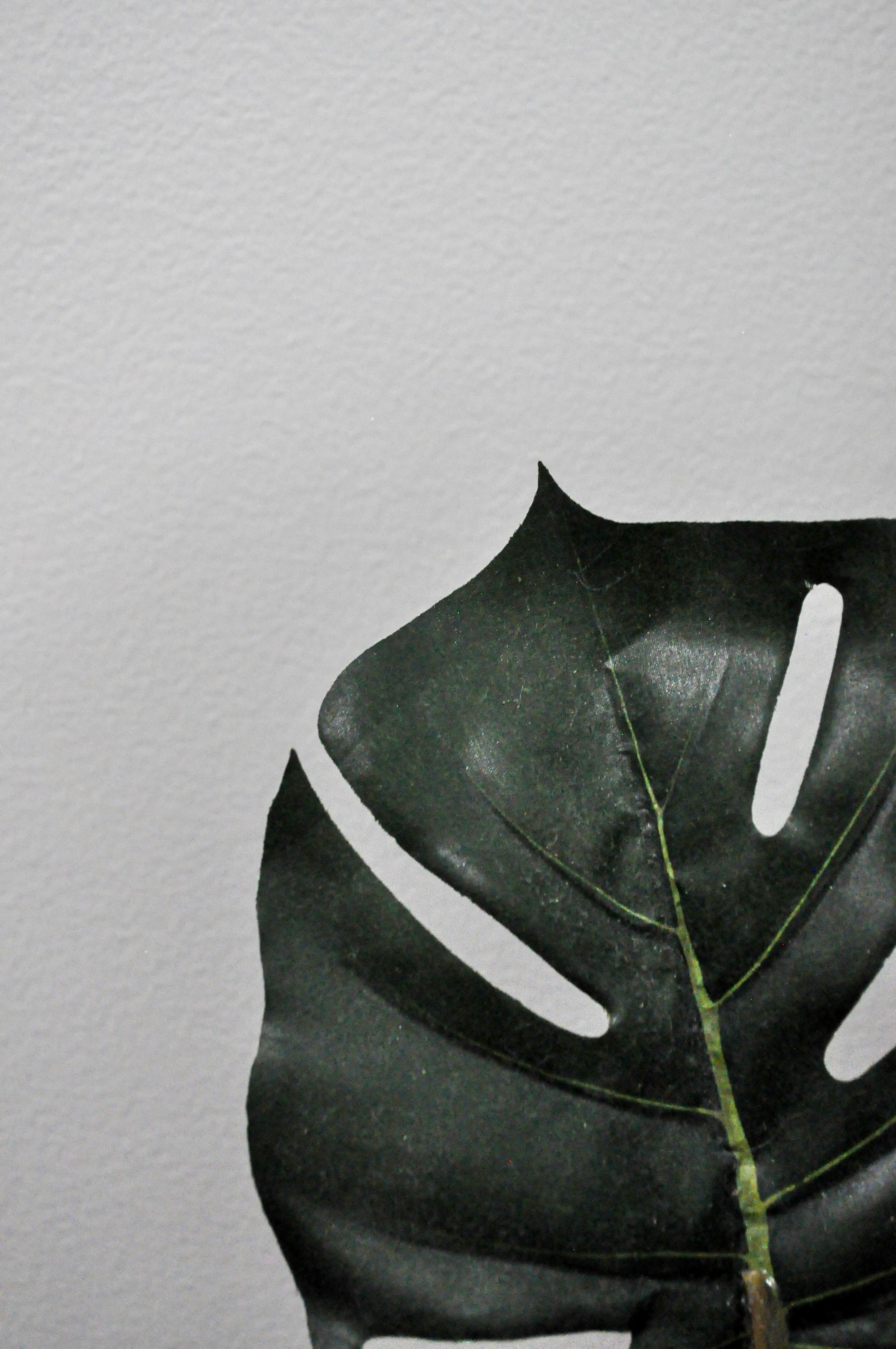 A black leather jacket photo – Free Plant Image on Unsplash