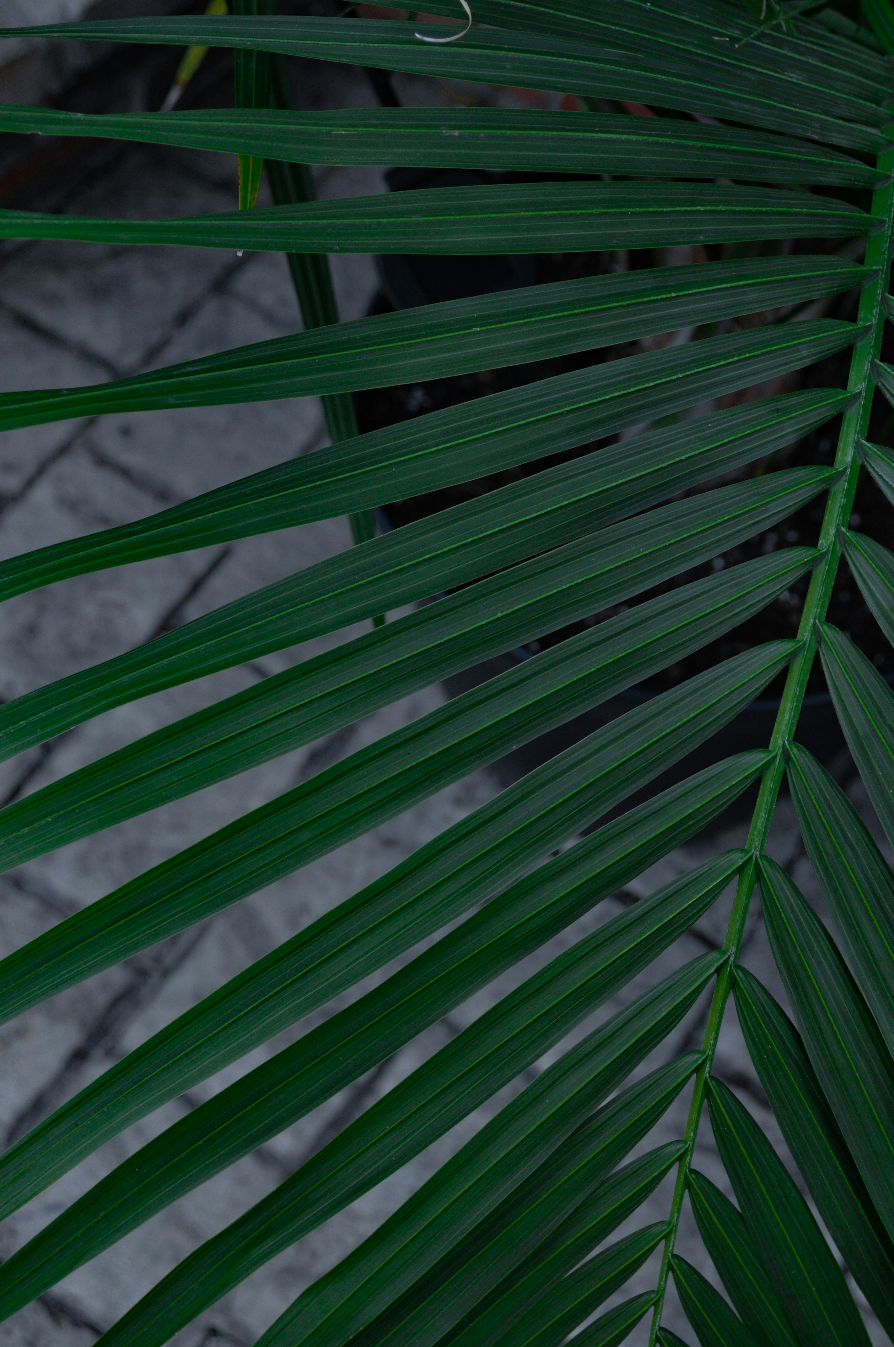 Photo by Izabela Himes with Nikon D5000