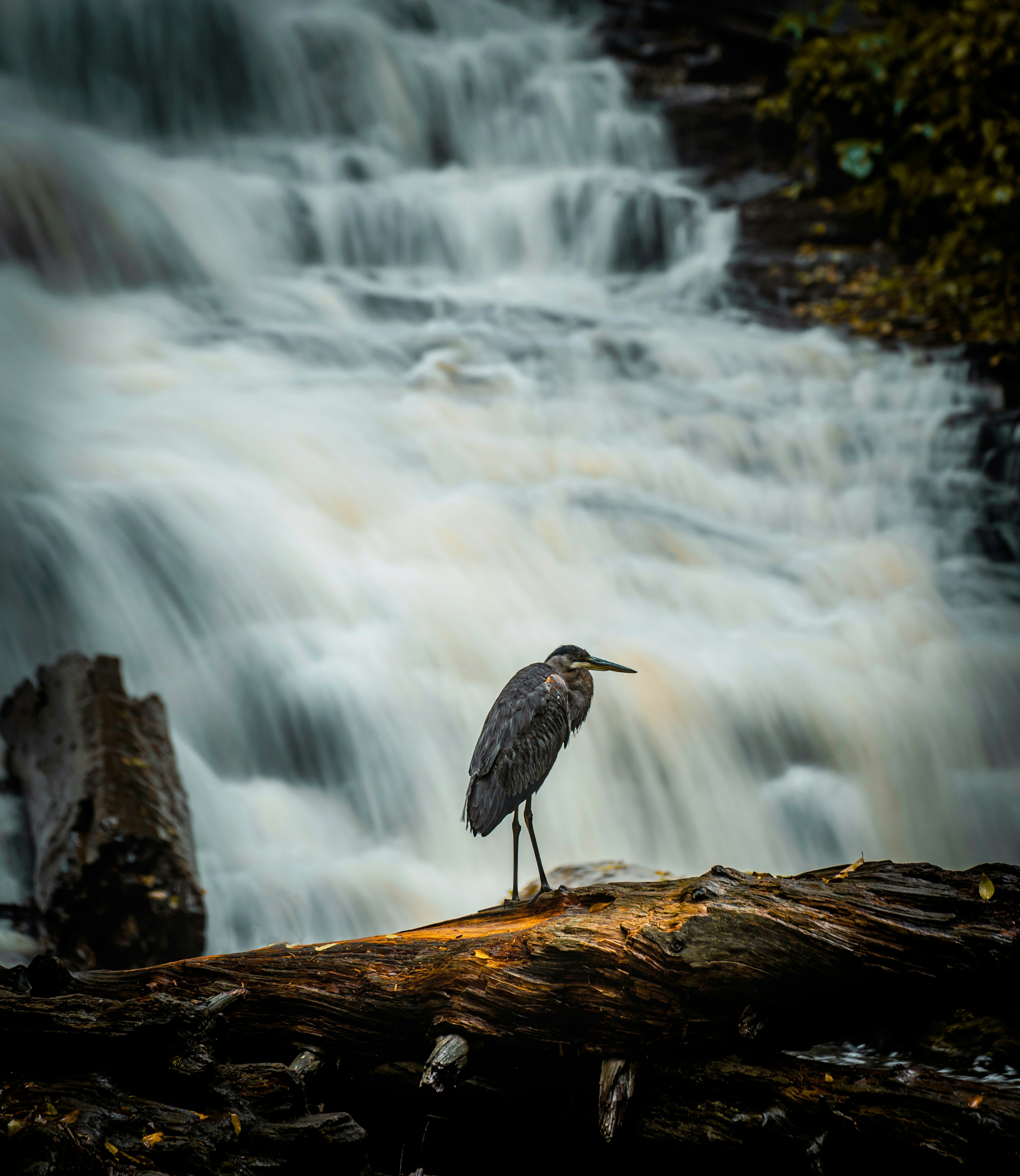 Perched Sentinel on a Weathered Log as Velvet Waterfalls Roar