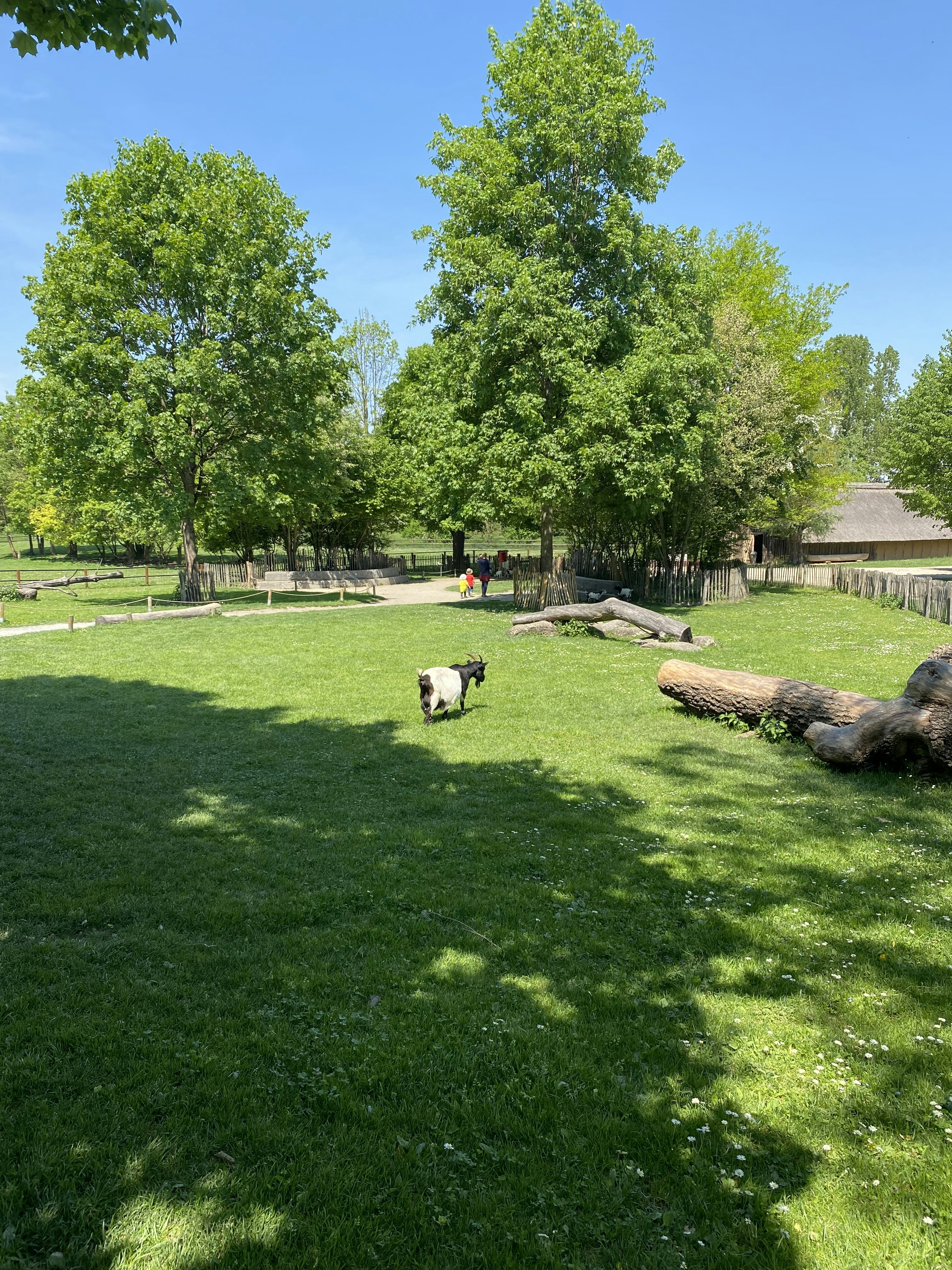 a dog in a grassy field