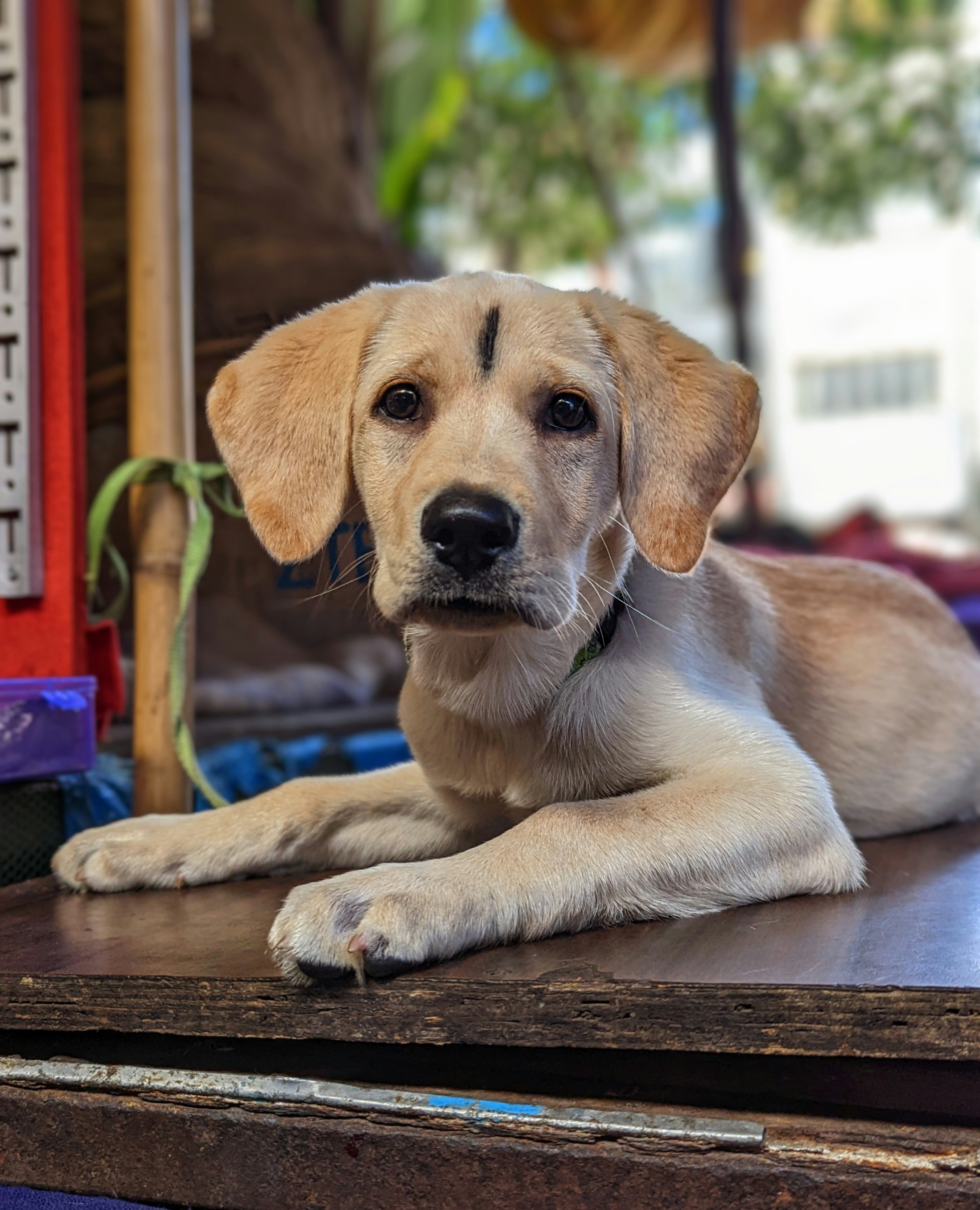 Curious Pup Reposes on a Sunlit Market Counter