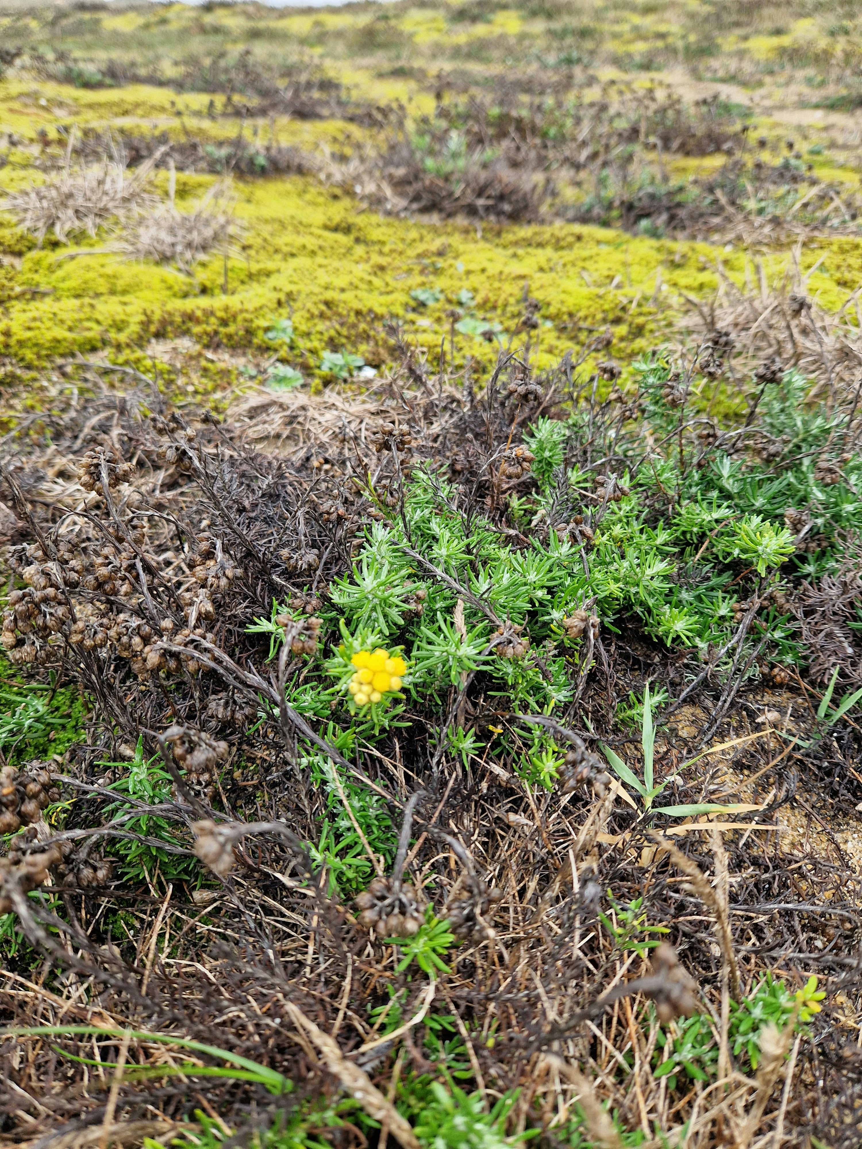 Close-up of a small yellow flower amid green sprigs and brown dried grass on a sunlit dune.