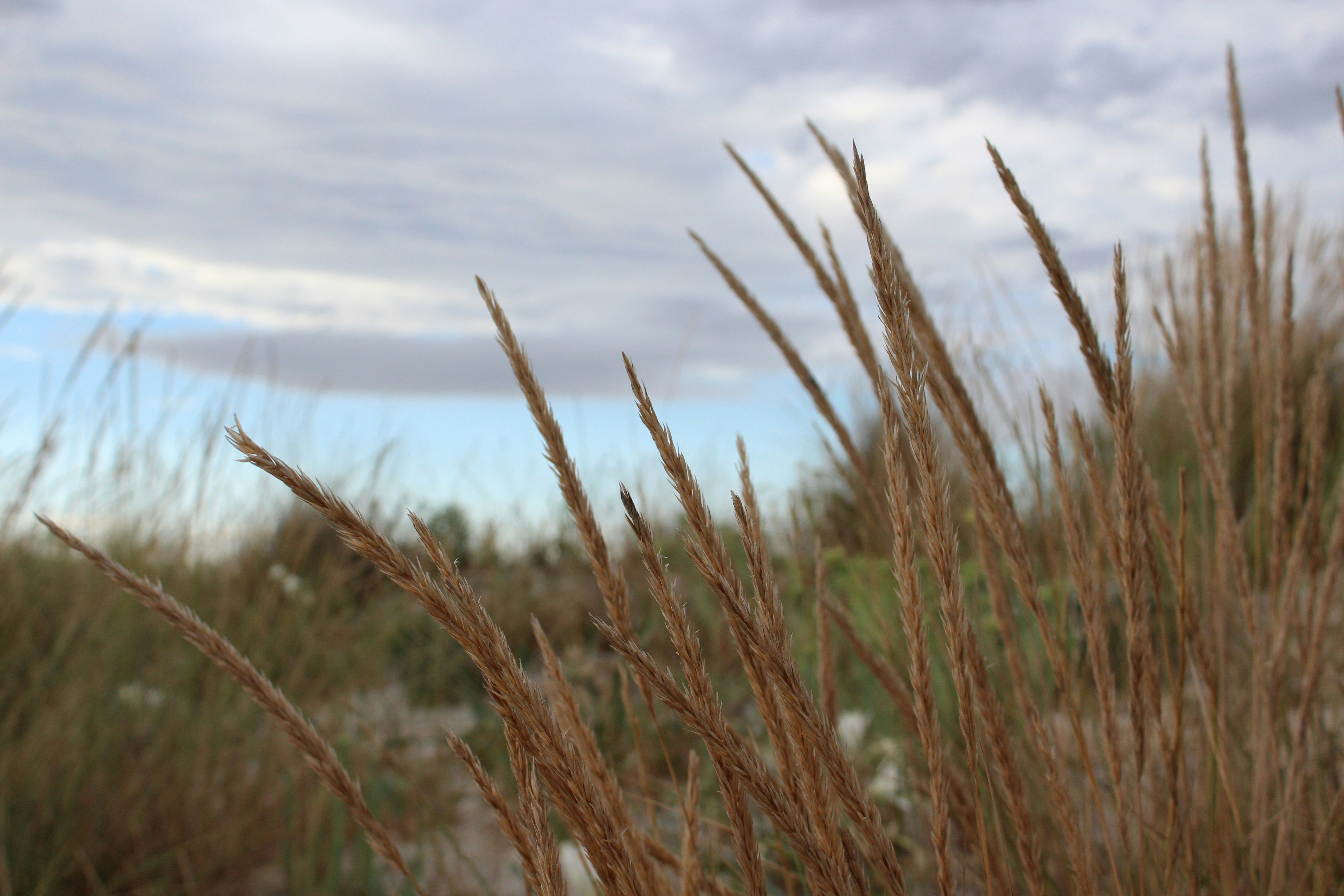 Edge-of-field Reeds Swaying Toward a Quiet Horizon