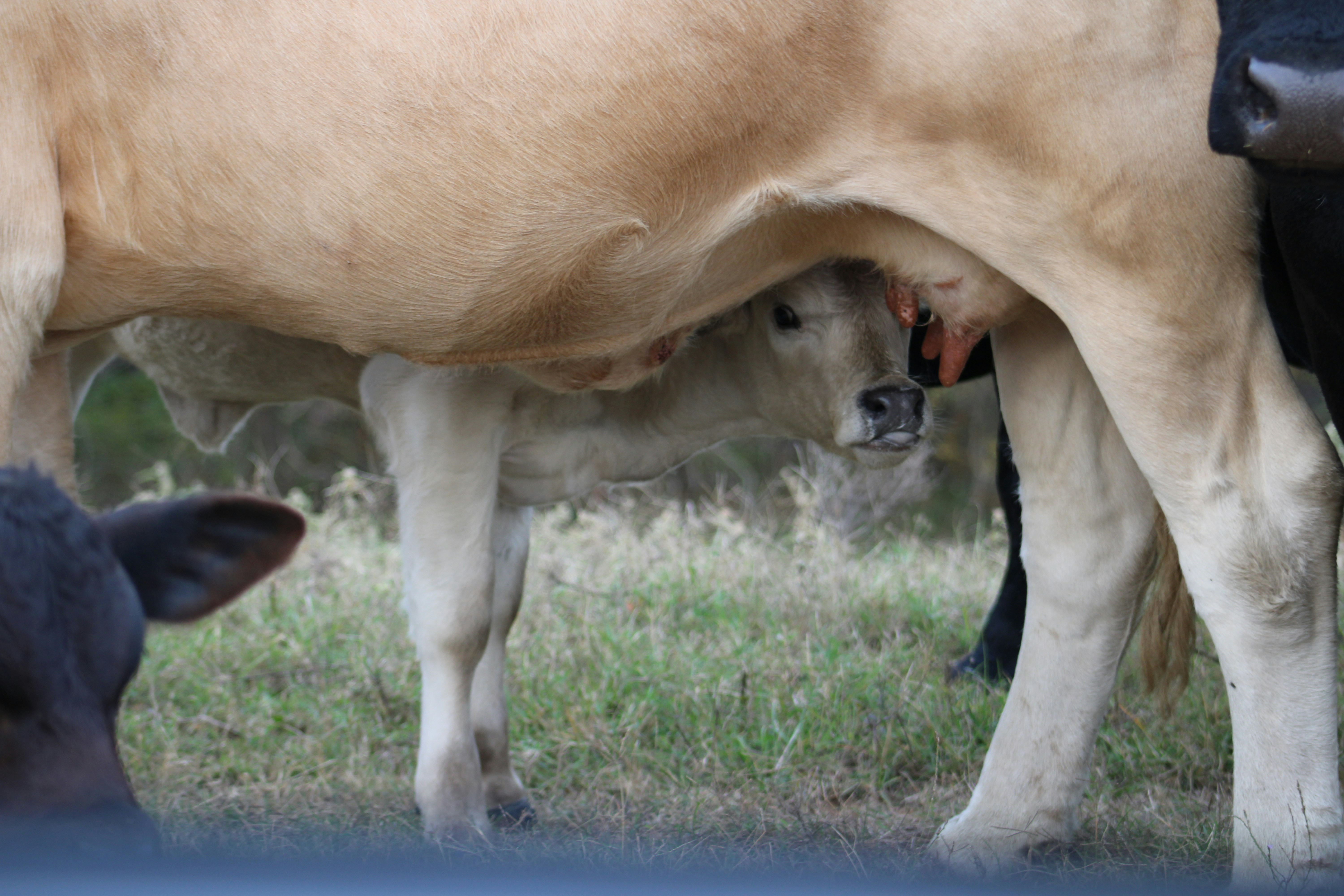 Underneath Grazing: A Calf Peeks From Under Its Mother's Belly