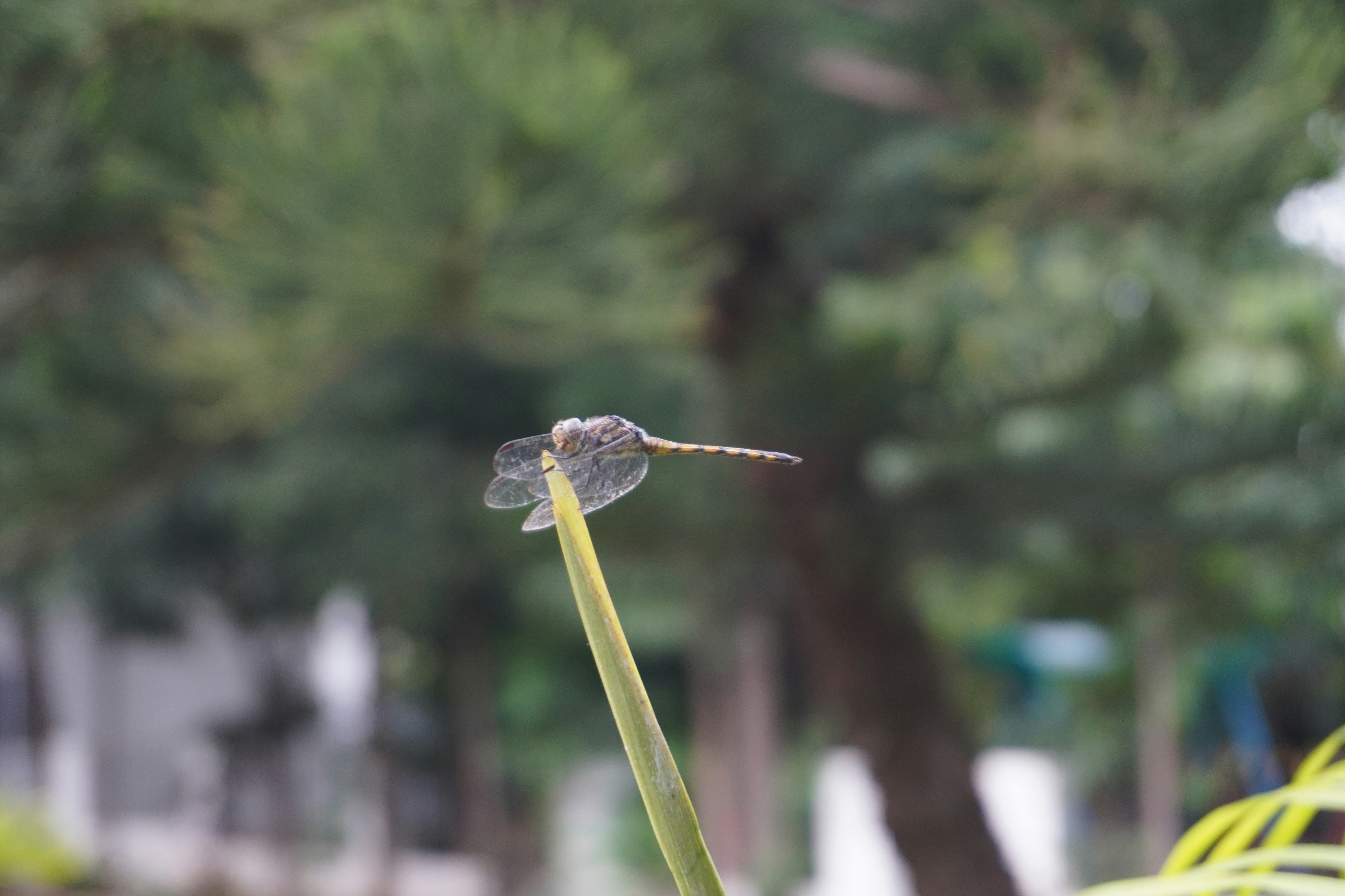Dragonfly on the edge of a leaf