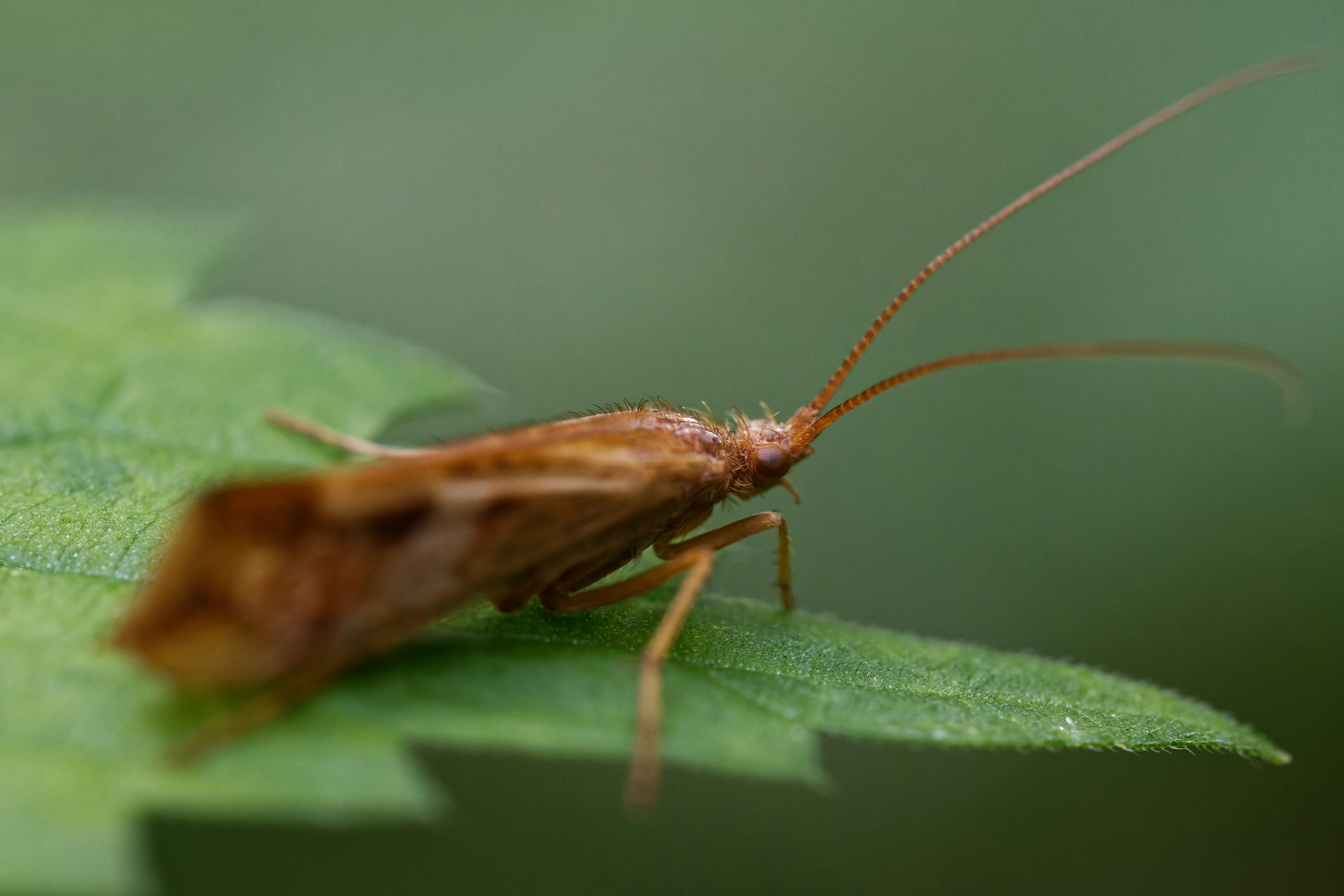 A detailed view of a moth perched on a green leaf, showcasing its delicate features and antennae.