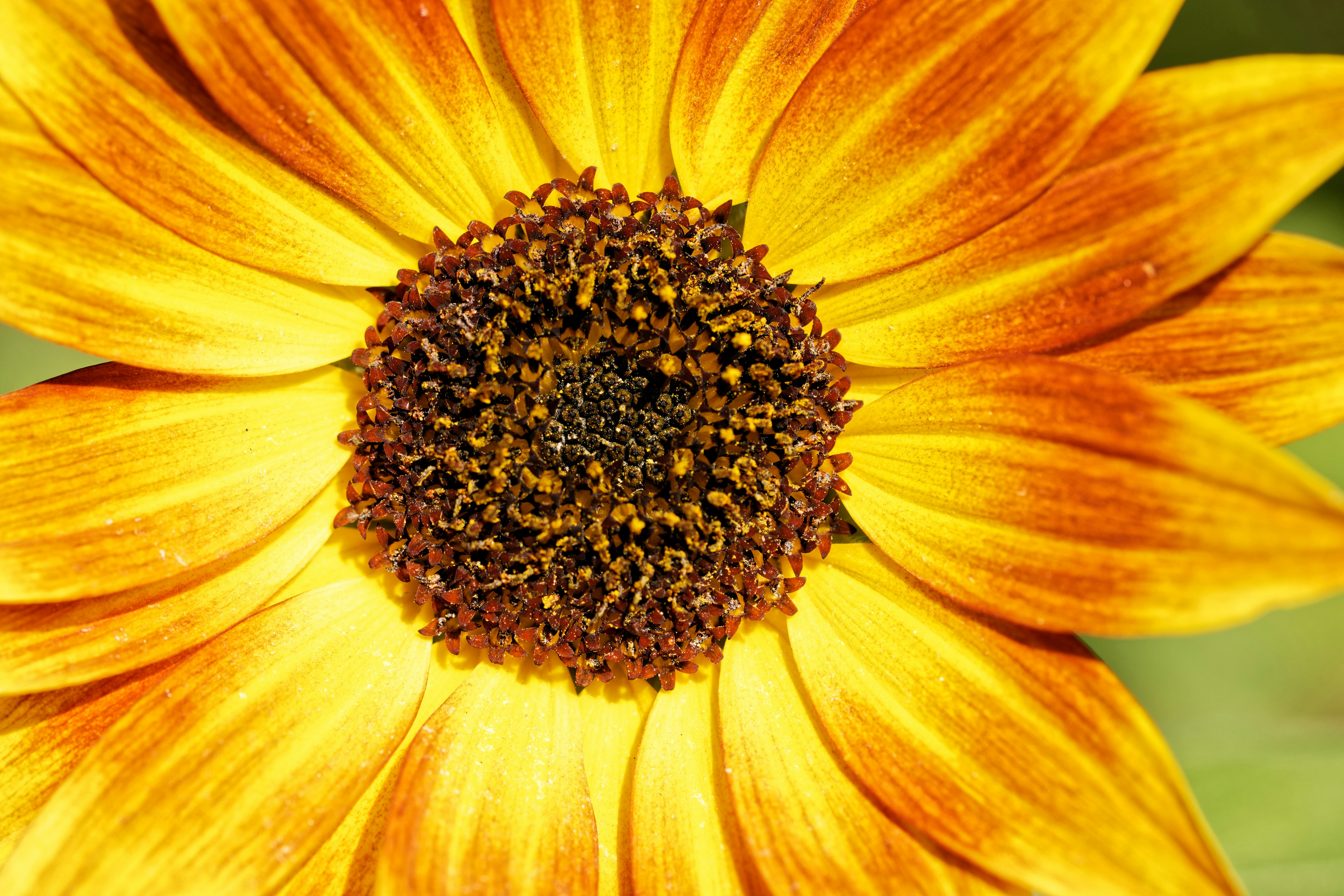 a close up of a flower