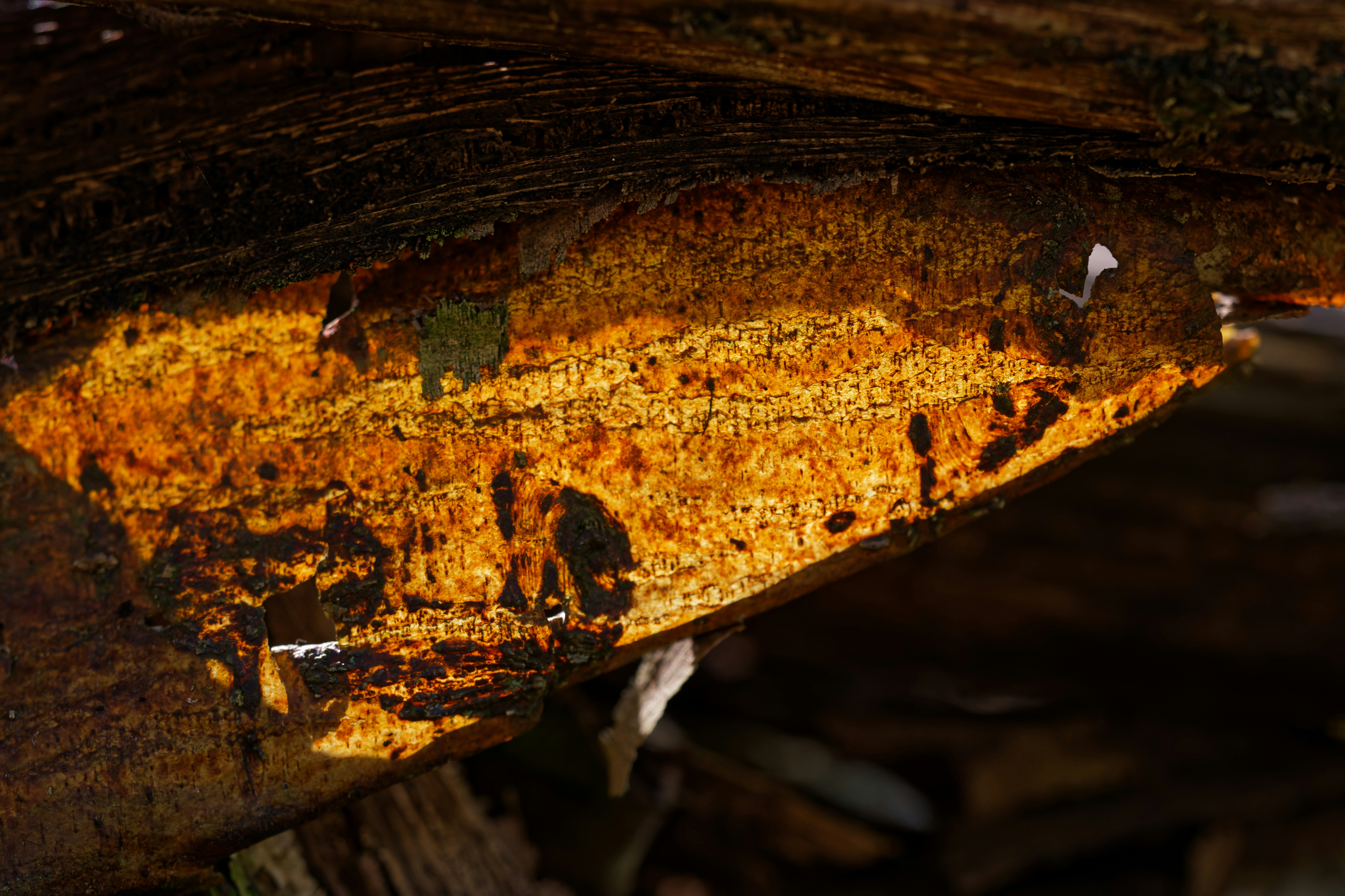 rotting tree, part of the bark against the light