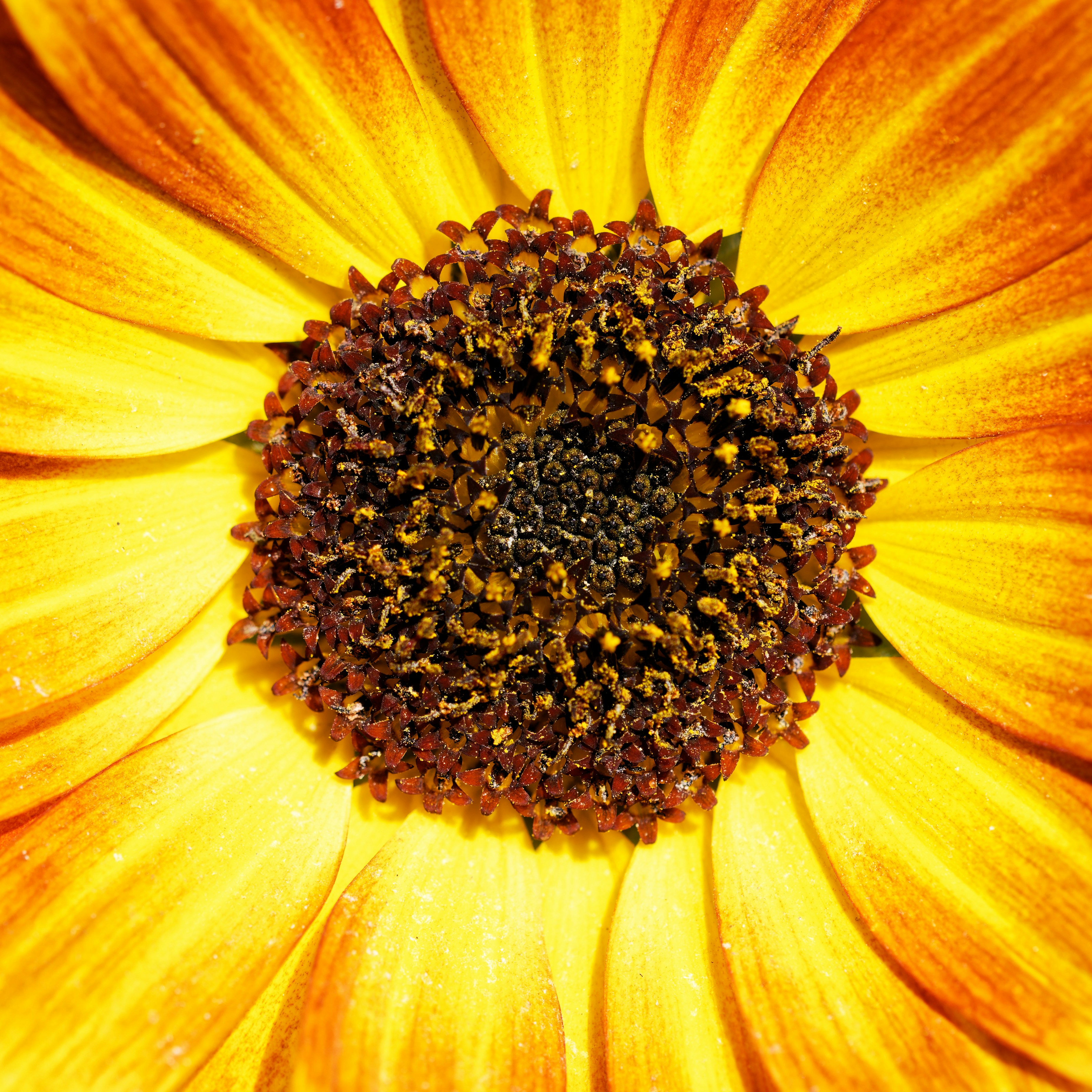 Close-up of a vibrant sunflower, showcasing its intricate center and radiant yellow petals. The image highlights the beauty and detail of the flower's structure.