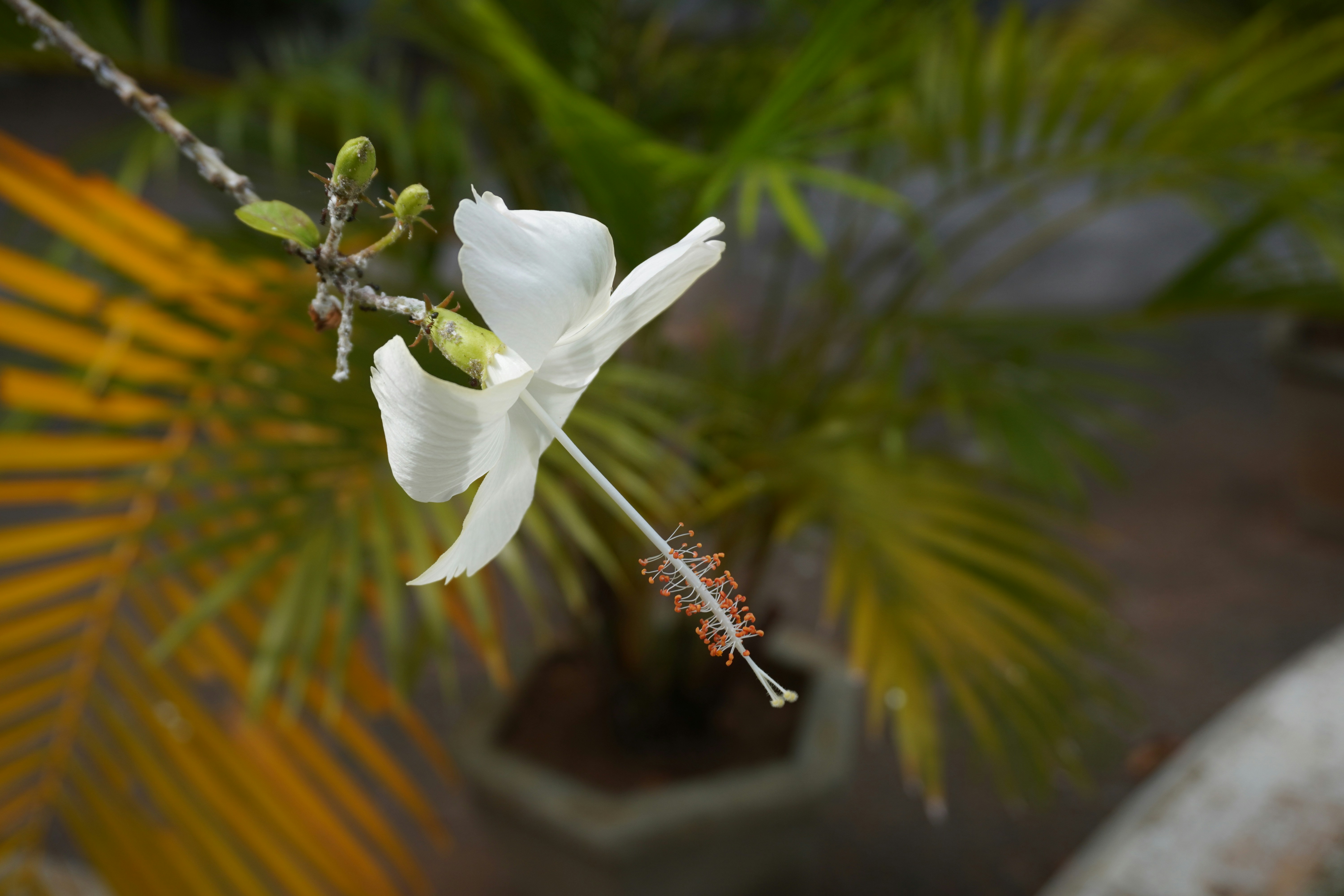 white hibiscus in garden