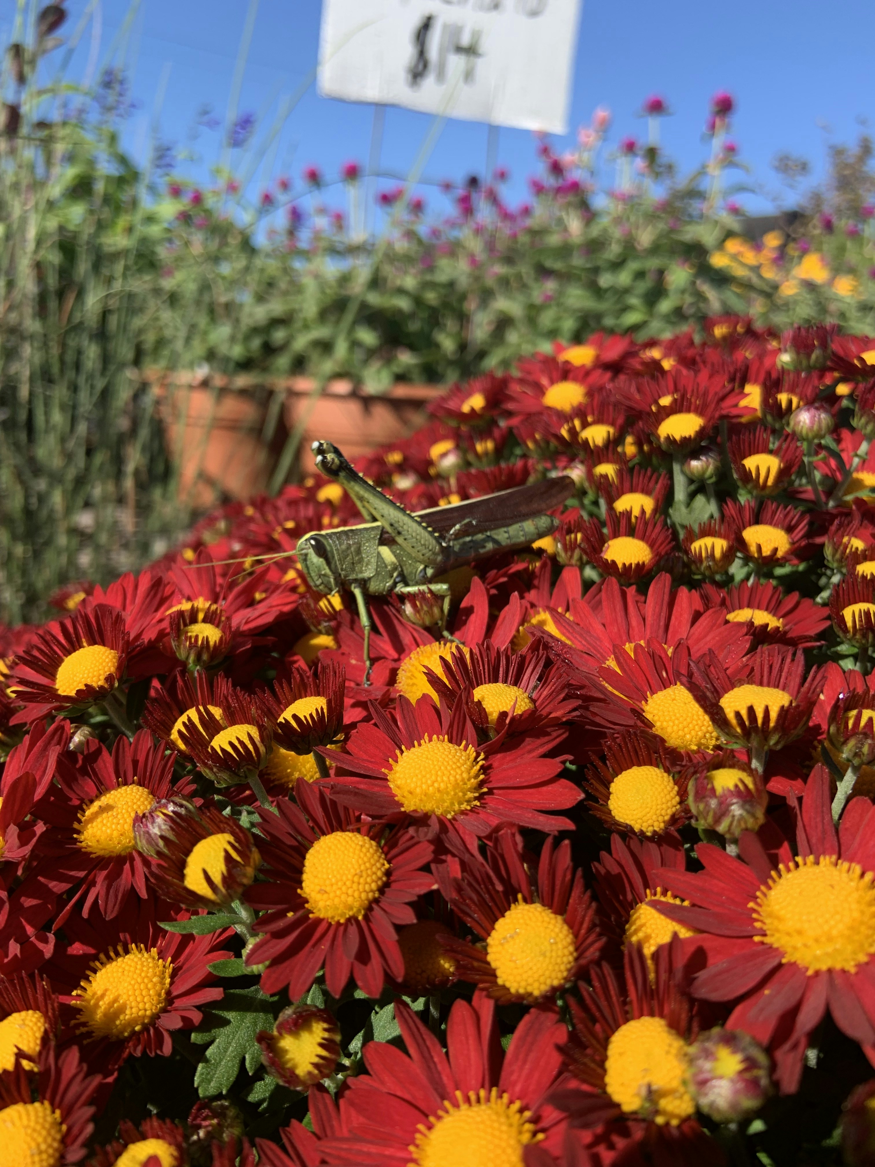 Green Katydid on Crimson Daisies