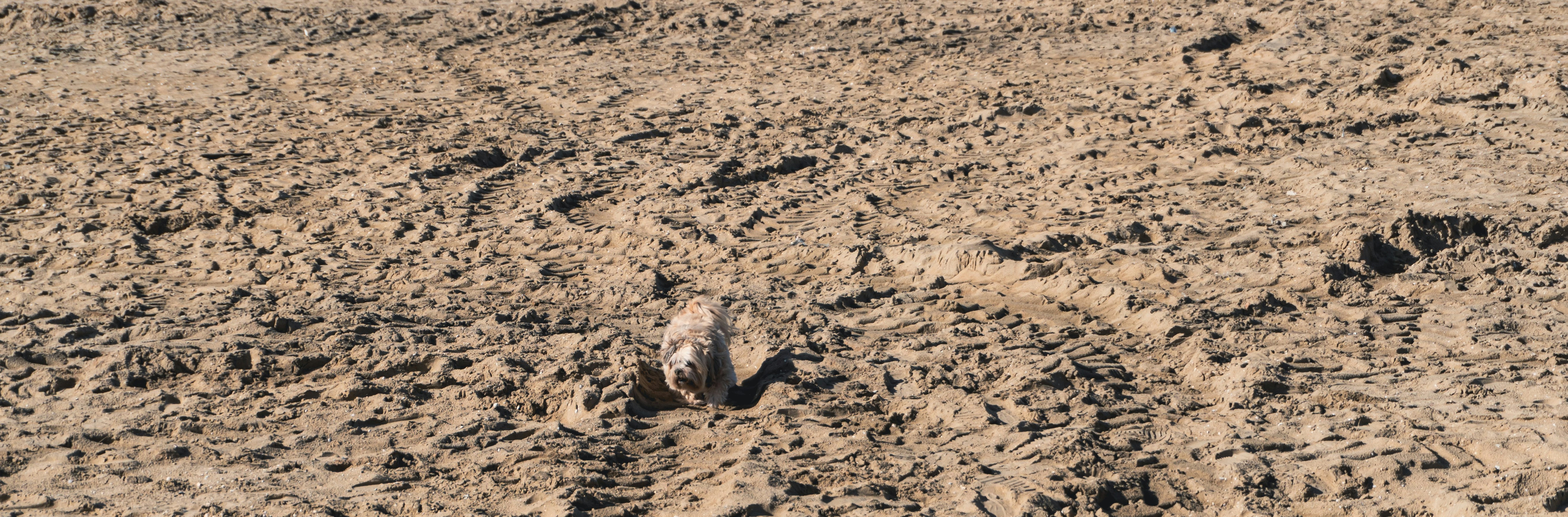 A weathered bone rests on a sandy landscape, surrounded by intricate tire tracks. The scene captures the stark beauty of a deserted terrain.