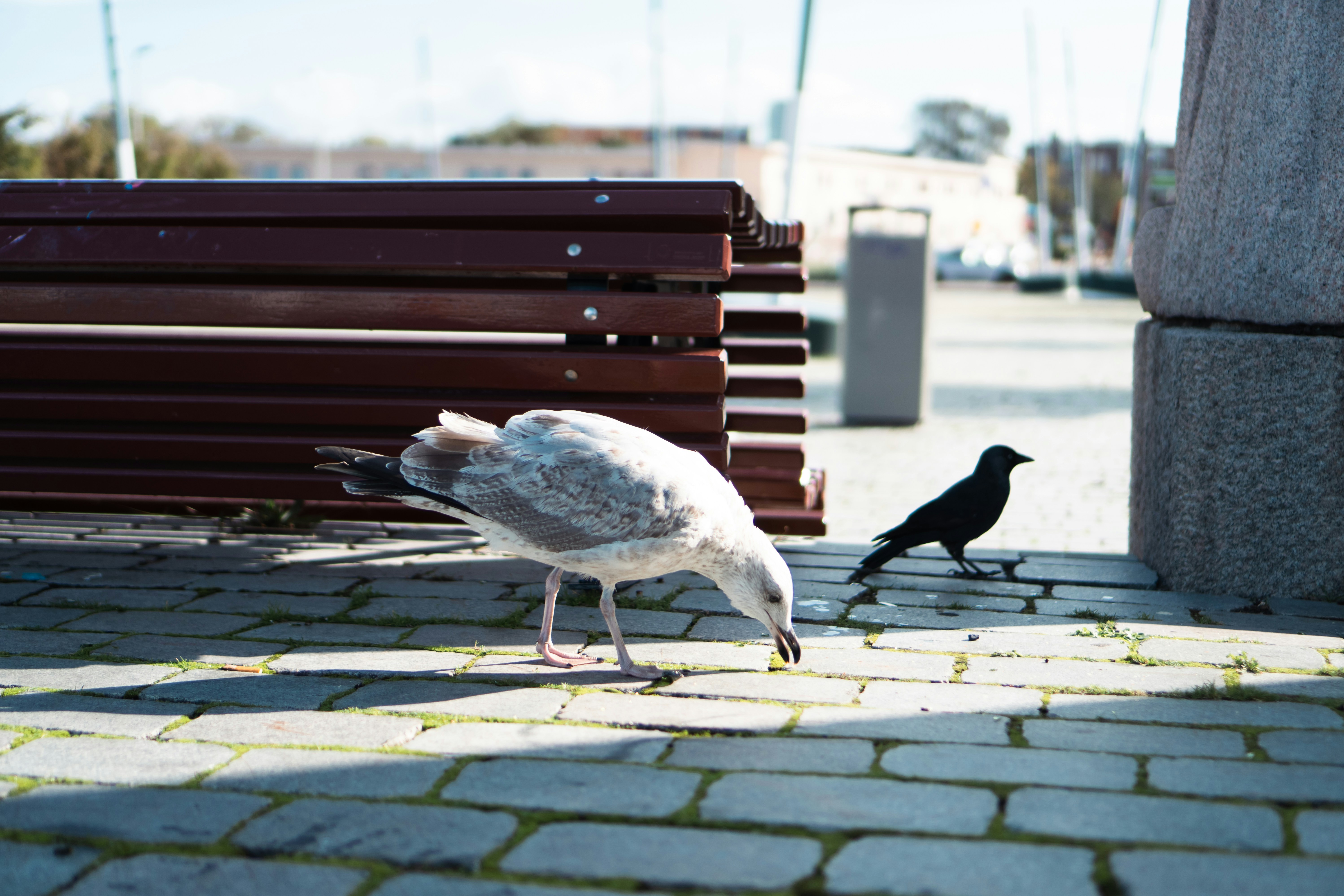 Gull Forage by Harbor Cobblestones as Crow Keeps Watch