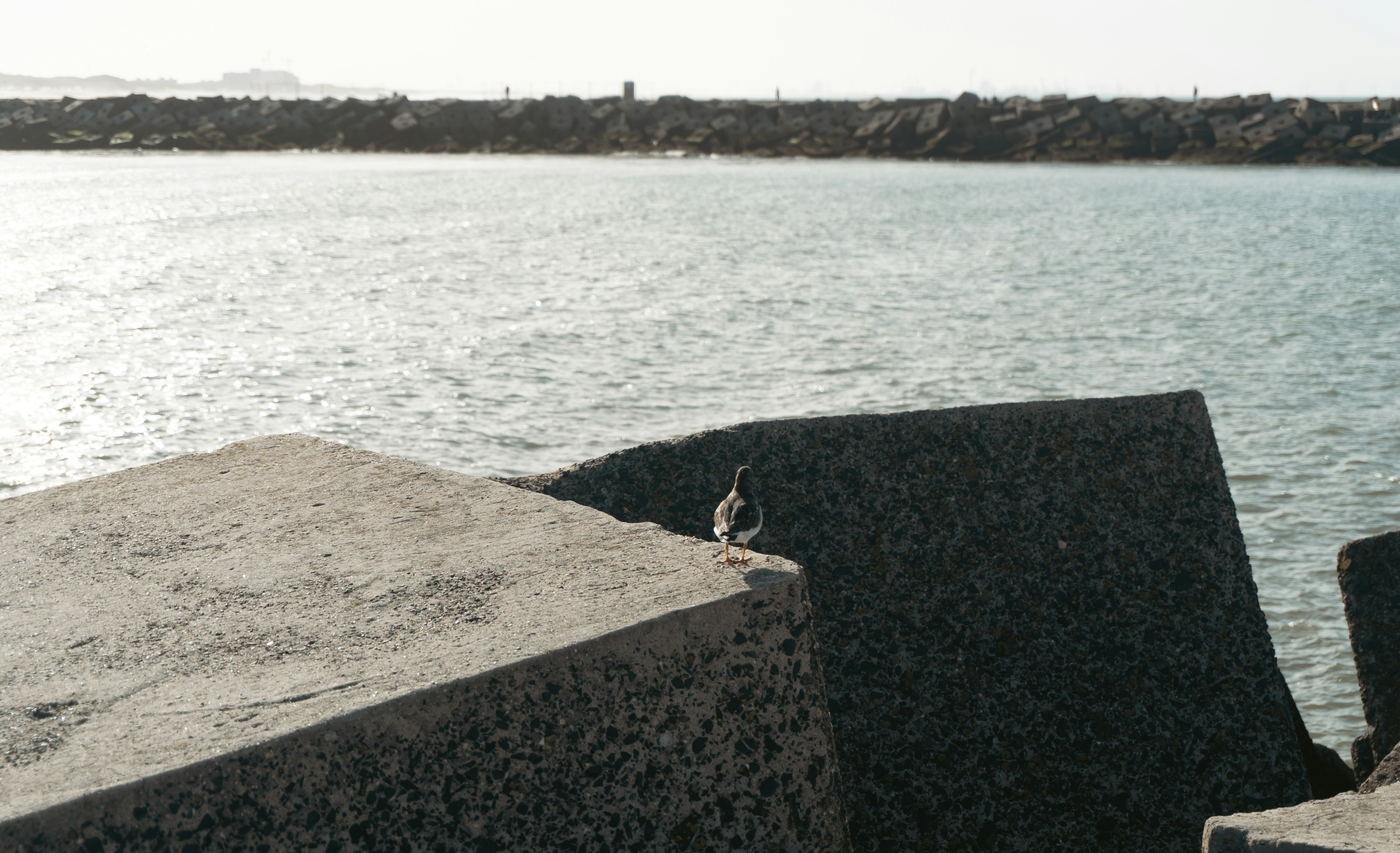 Harbor Sentinel: A solitary shorebird perched on angular breakwaters
