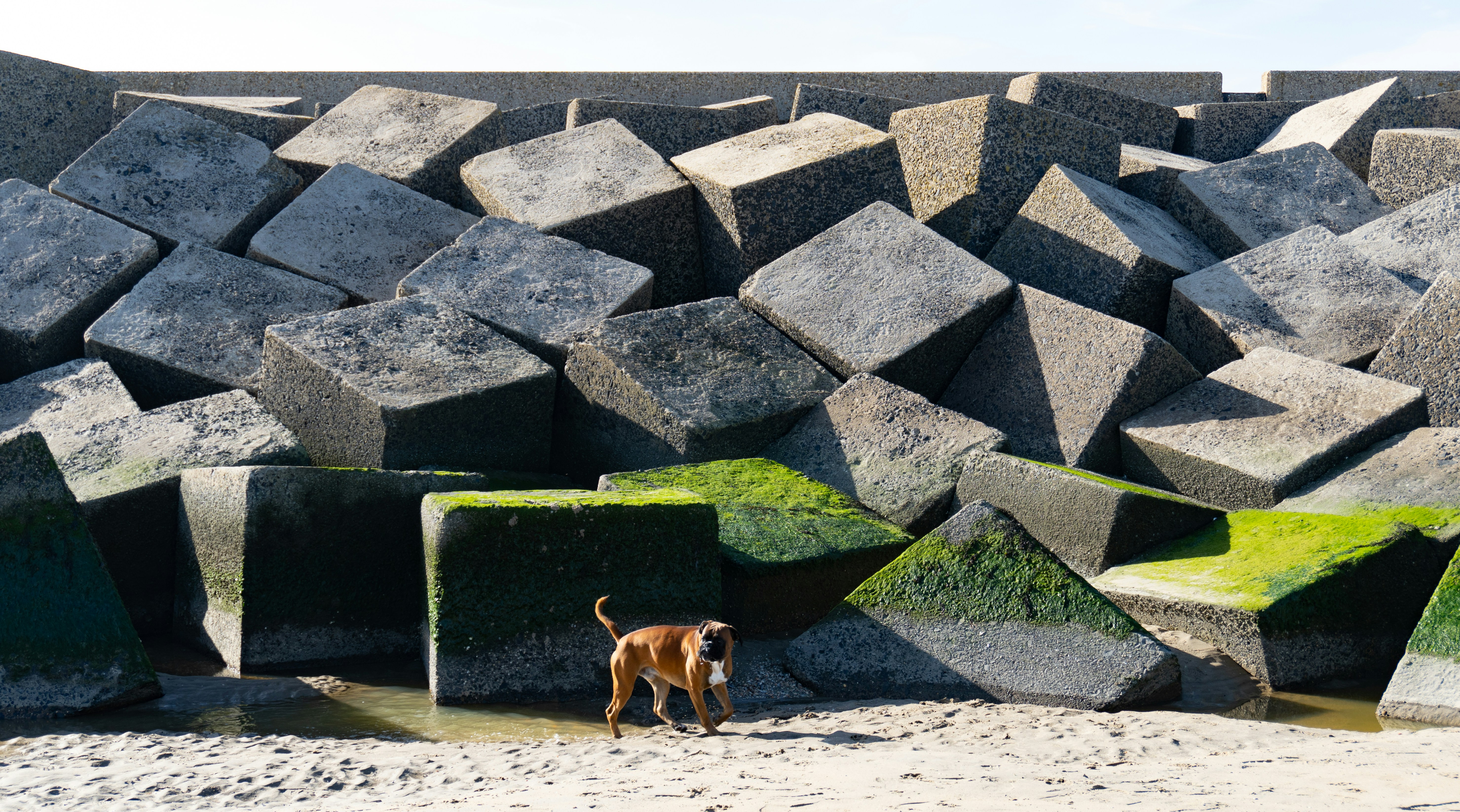 A dog walking in front of a pile of stacked stones photo – Free Beach ...