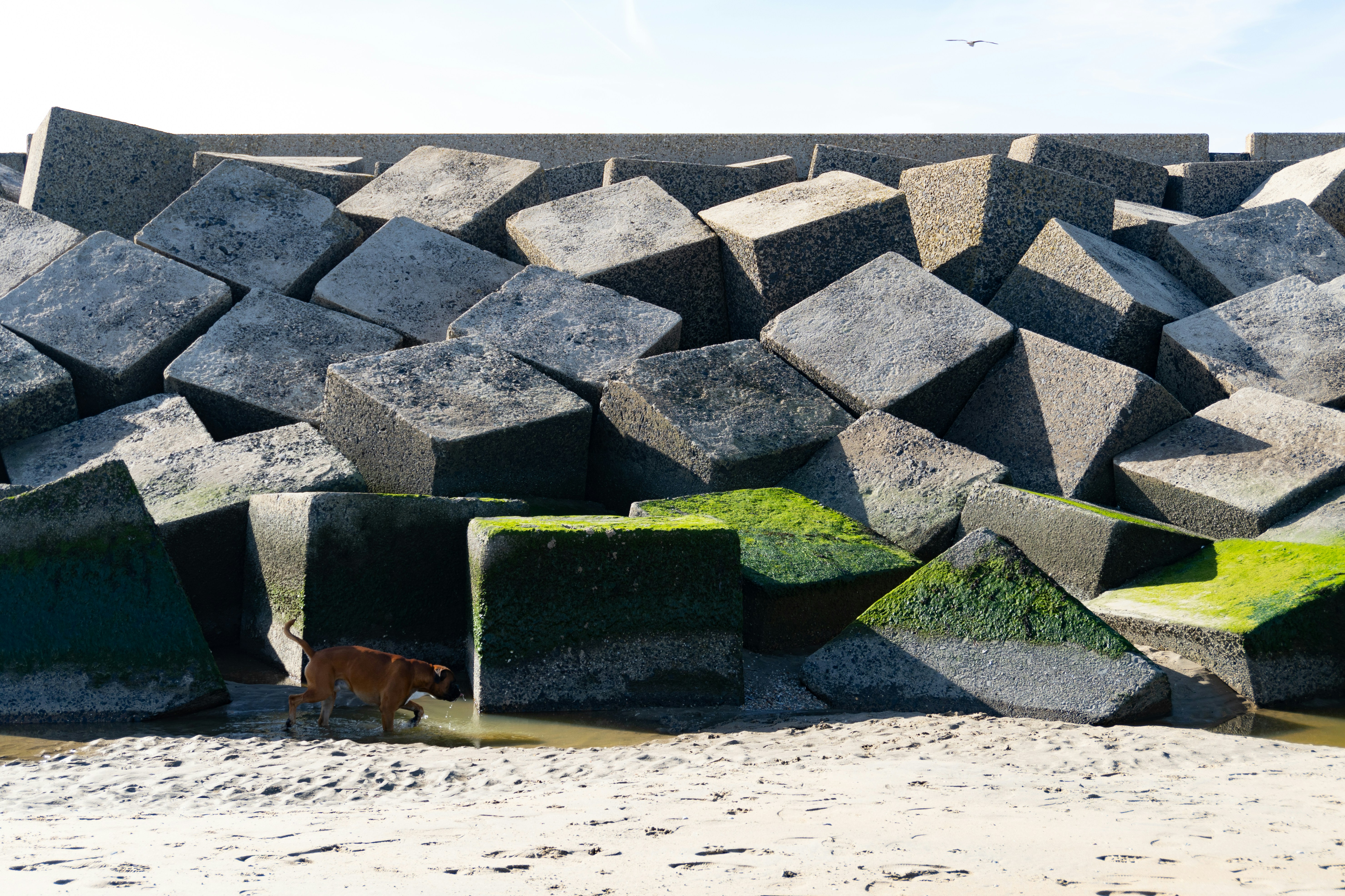 Algae-streaked tetrapods guard the sunlit shoreline