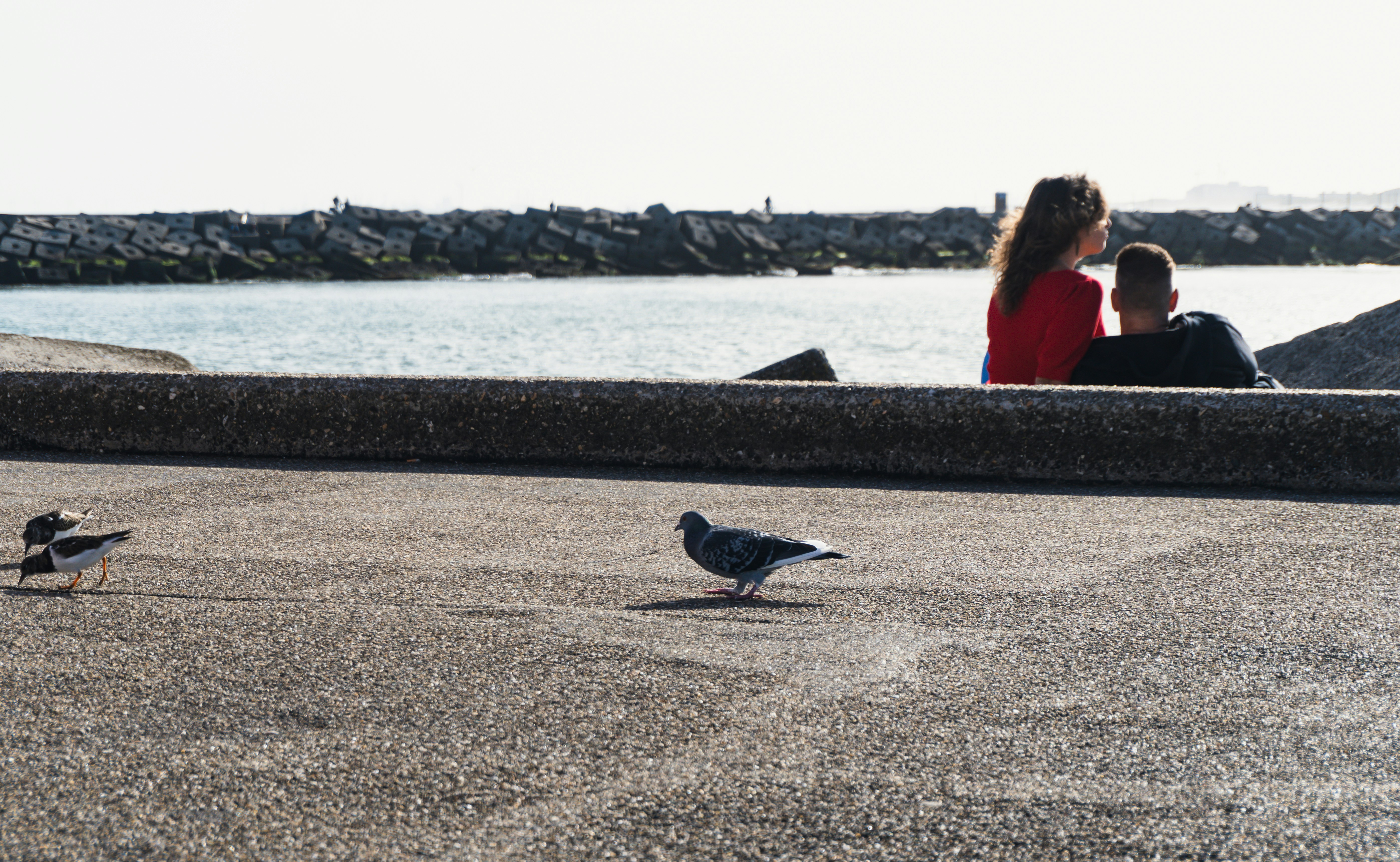 Harbor Moment: A solitary pigeon foreground as a couple gazes toward the sea