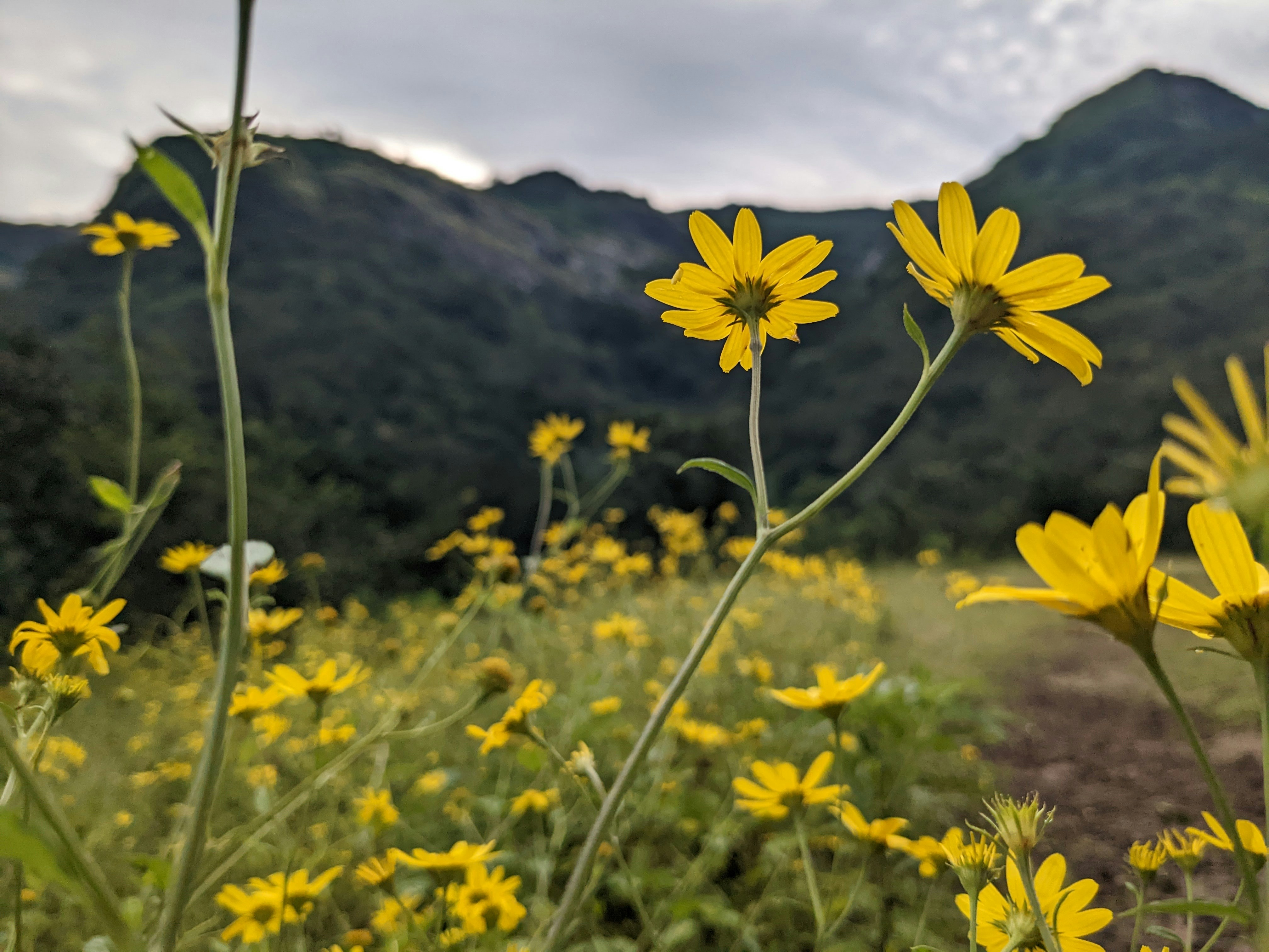 Sunlit Meadow Portrait: Yellow Blossoms Leading Toward Alpine Peaks