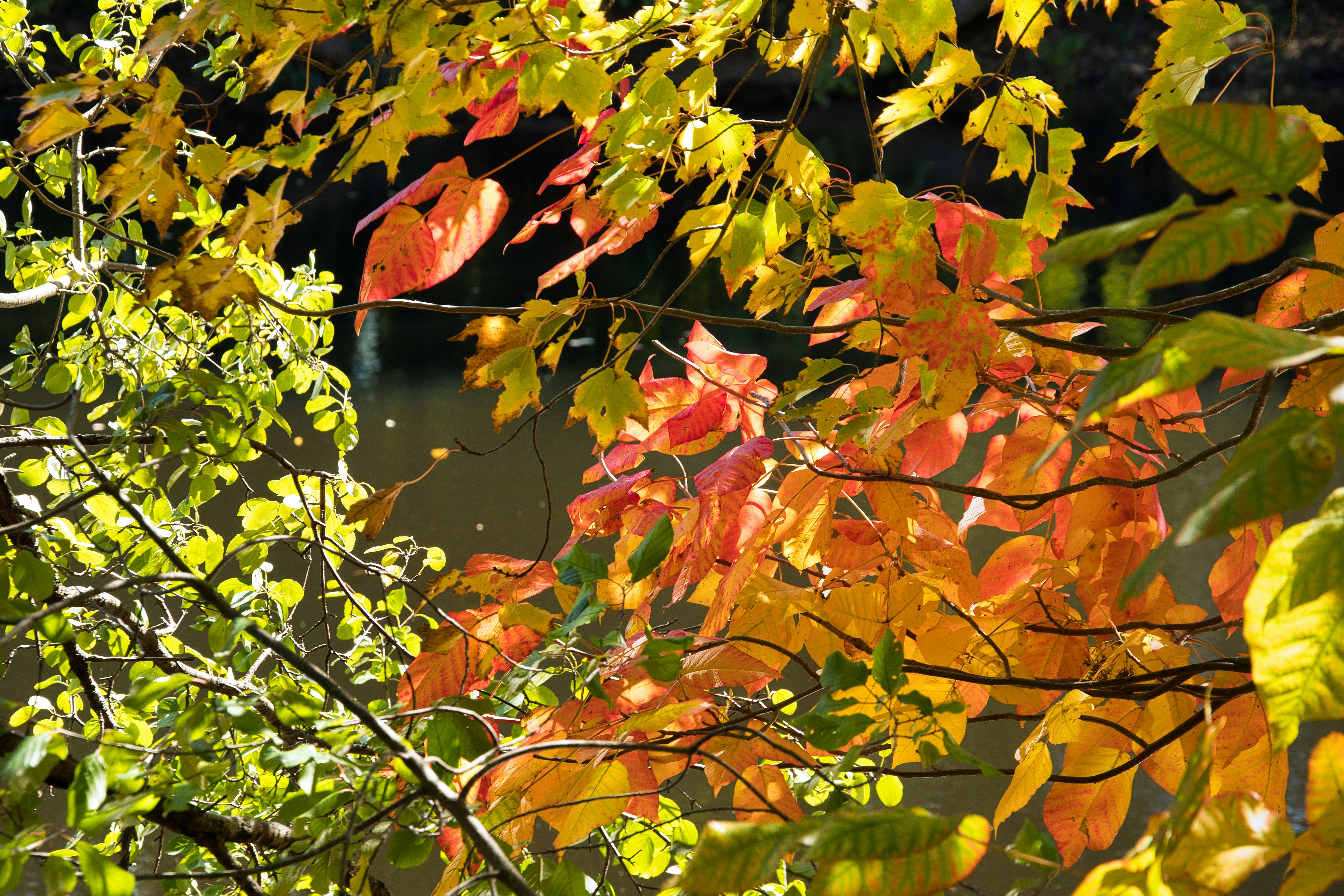 Un arbre aux feuilles rouges photo – Photo Arbre Gratuite sur Unsplash