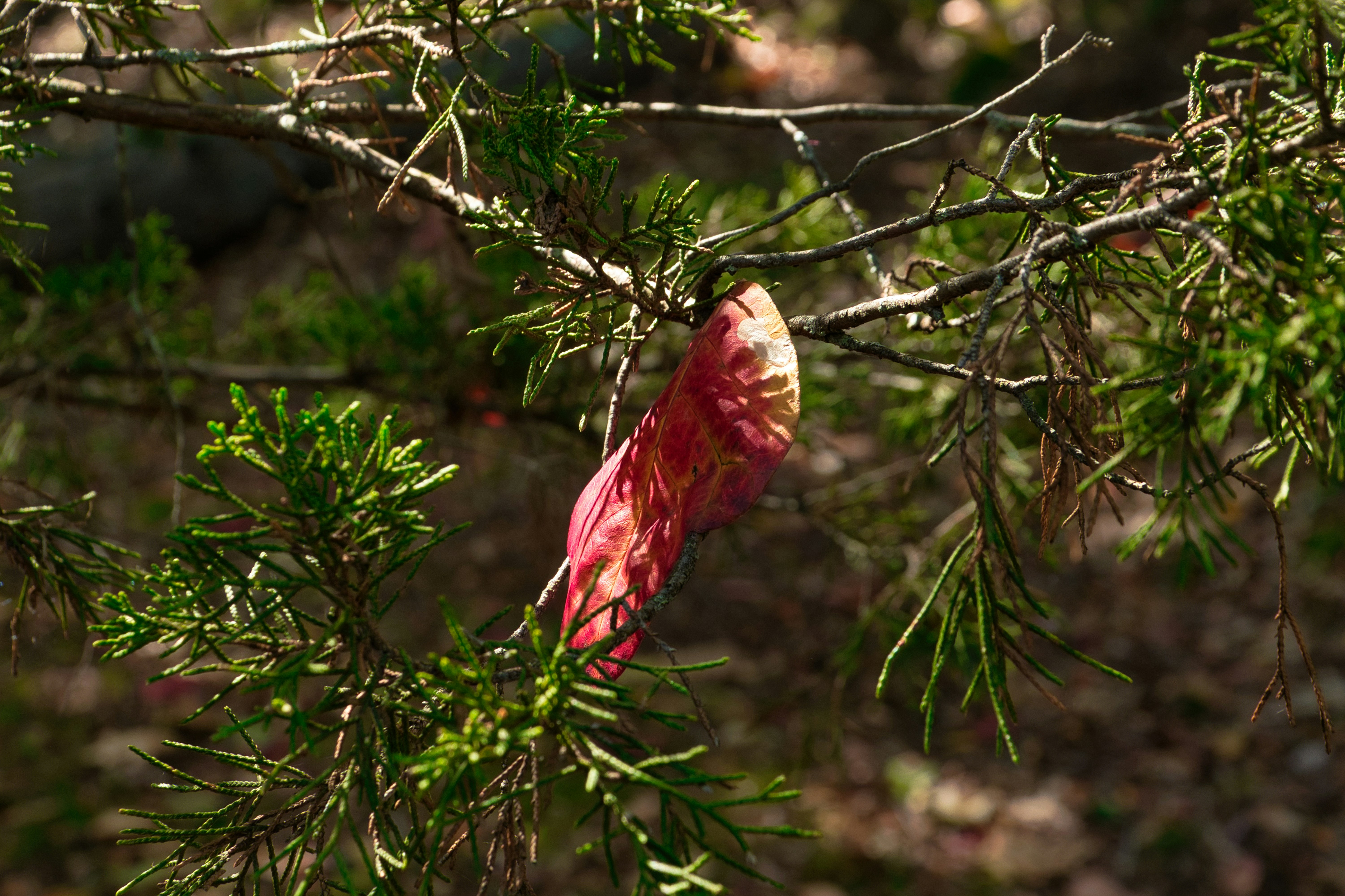 Crimson Leaf Among Evergreen Needles in Dappled Light