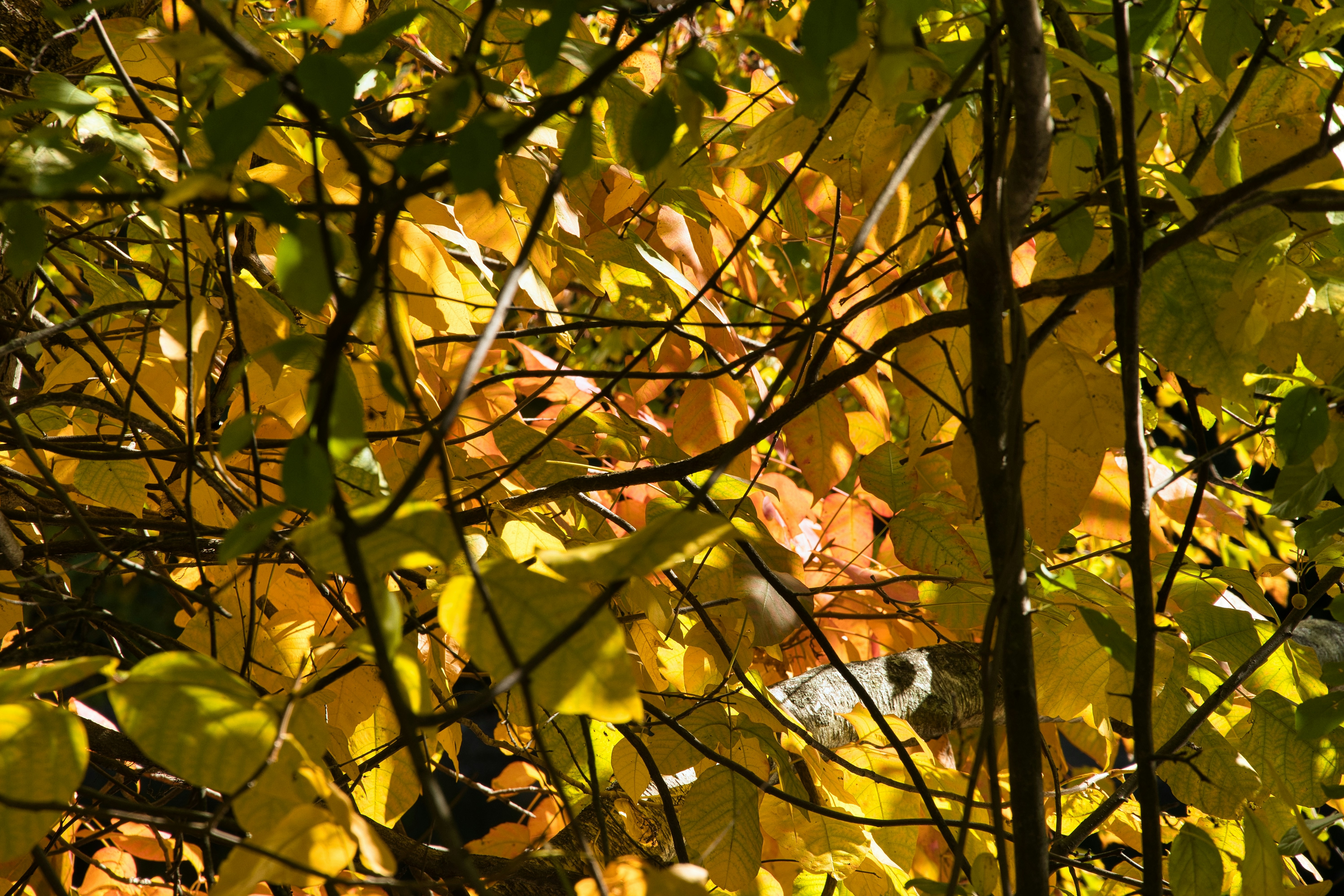 Ember-Hued Visitor in a Tangled Autumn Lattice