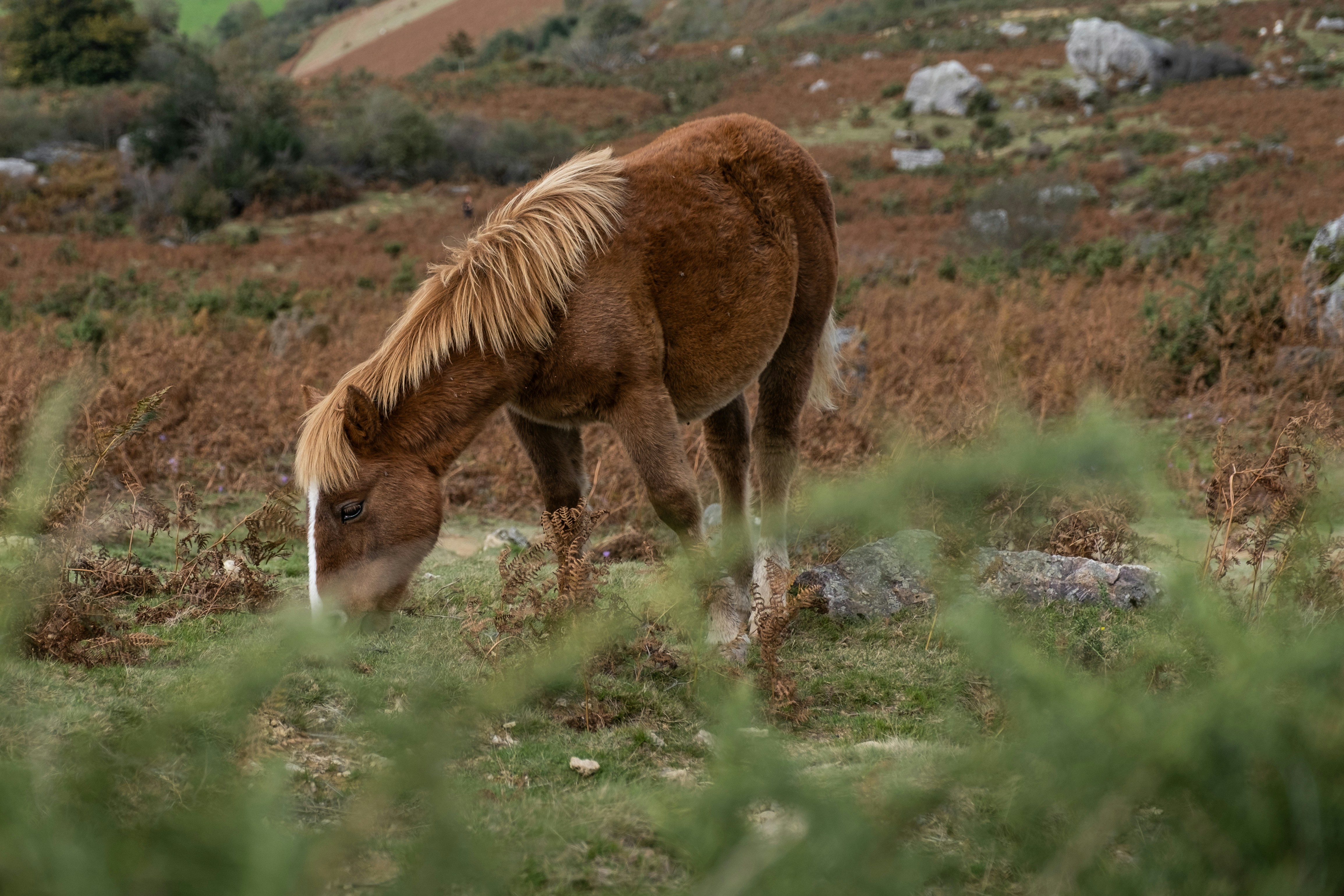 Un caballo pastando en un campo foto – Imagen de Naturaleza gratuita en ...