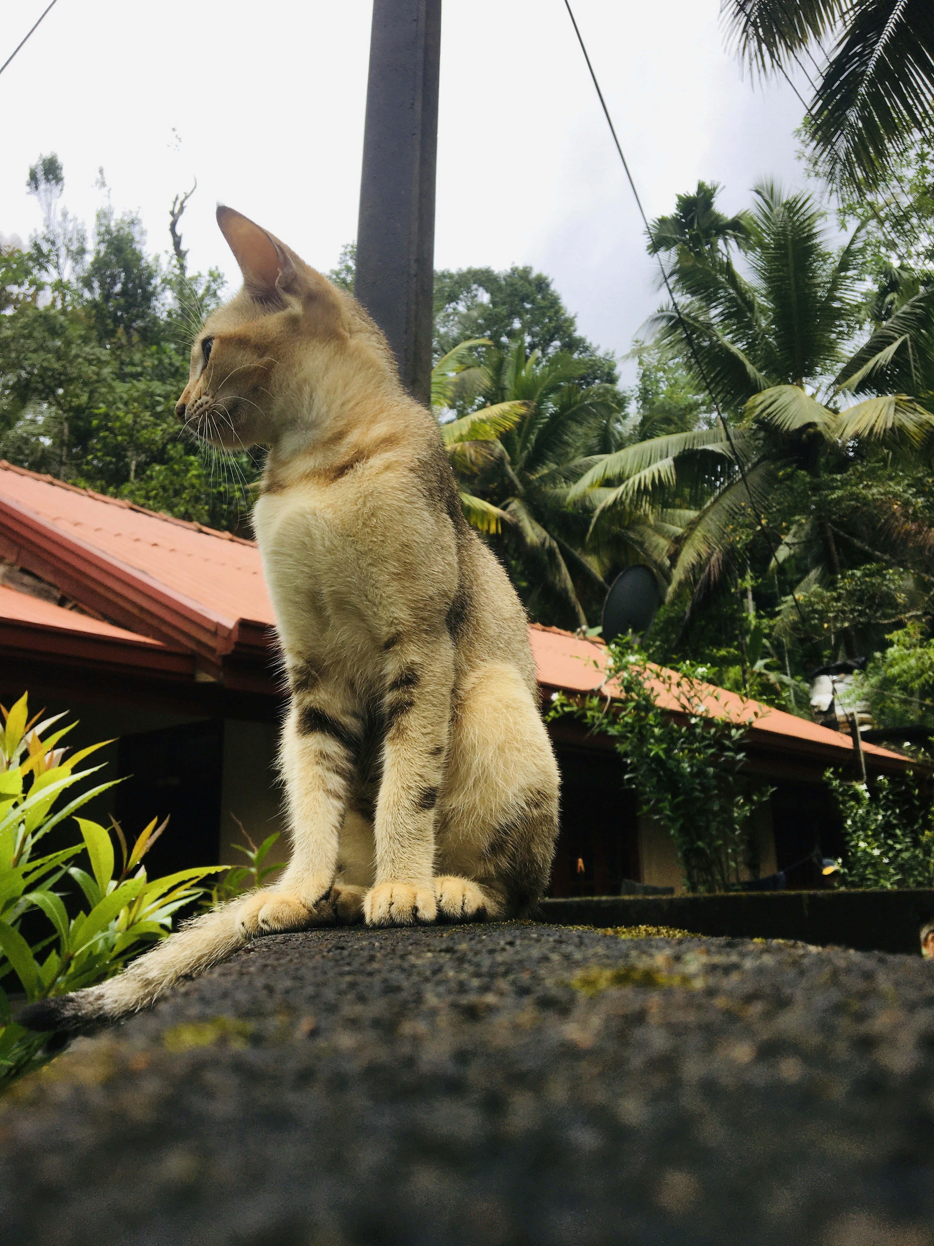 A curious cat perches on a stone wall, surveying a lush tropical landscape dotted with palm trees and a cozy home.