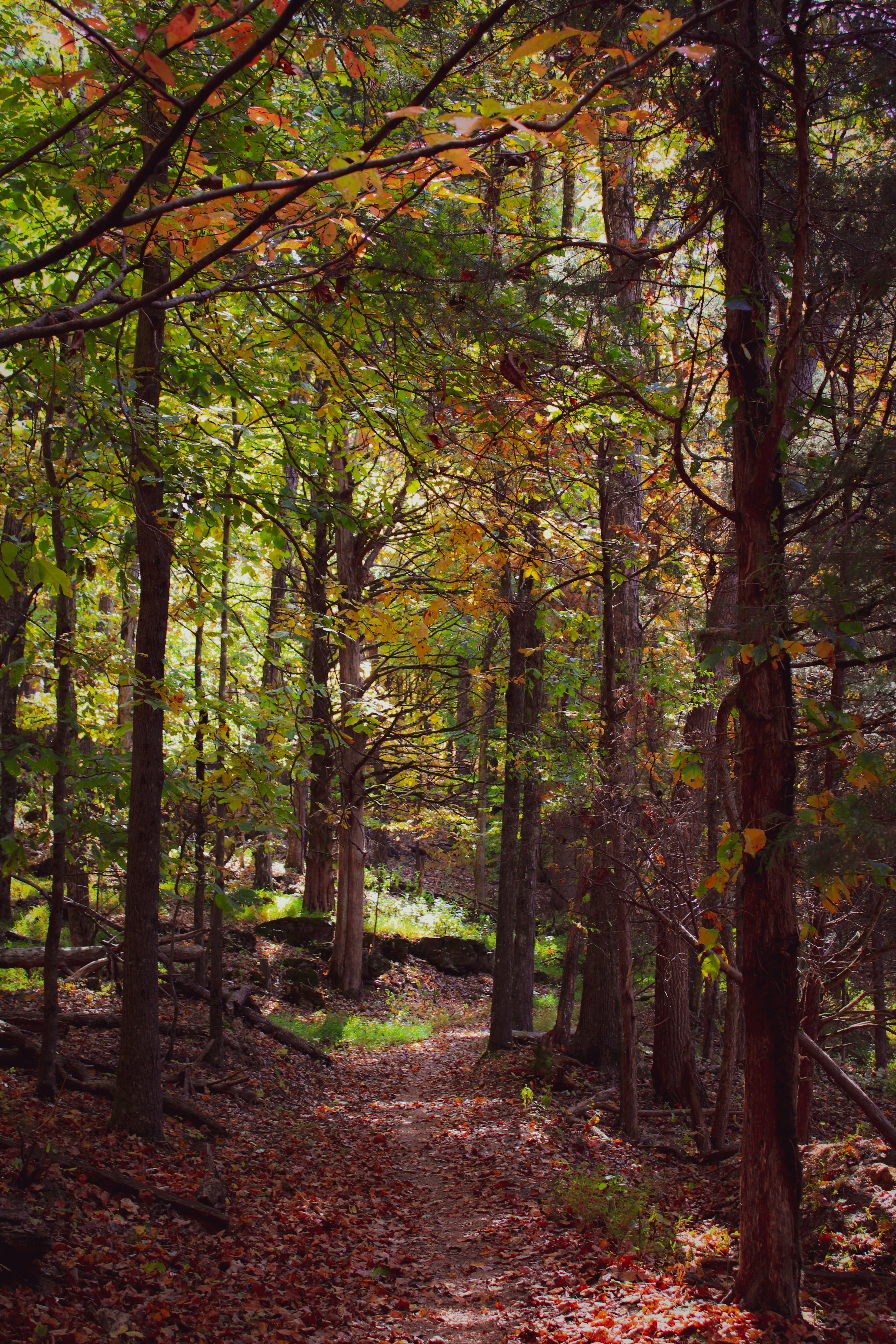 Un chemin à travers une forêt photo – Photo Feuillage d’automne ...