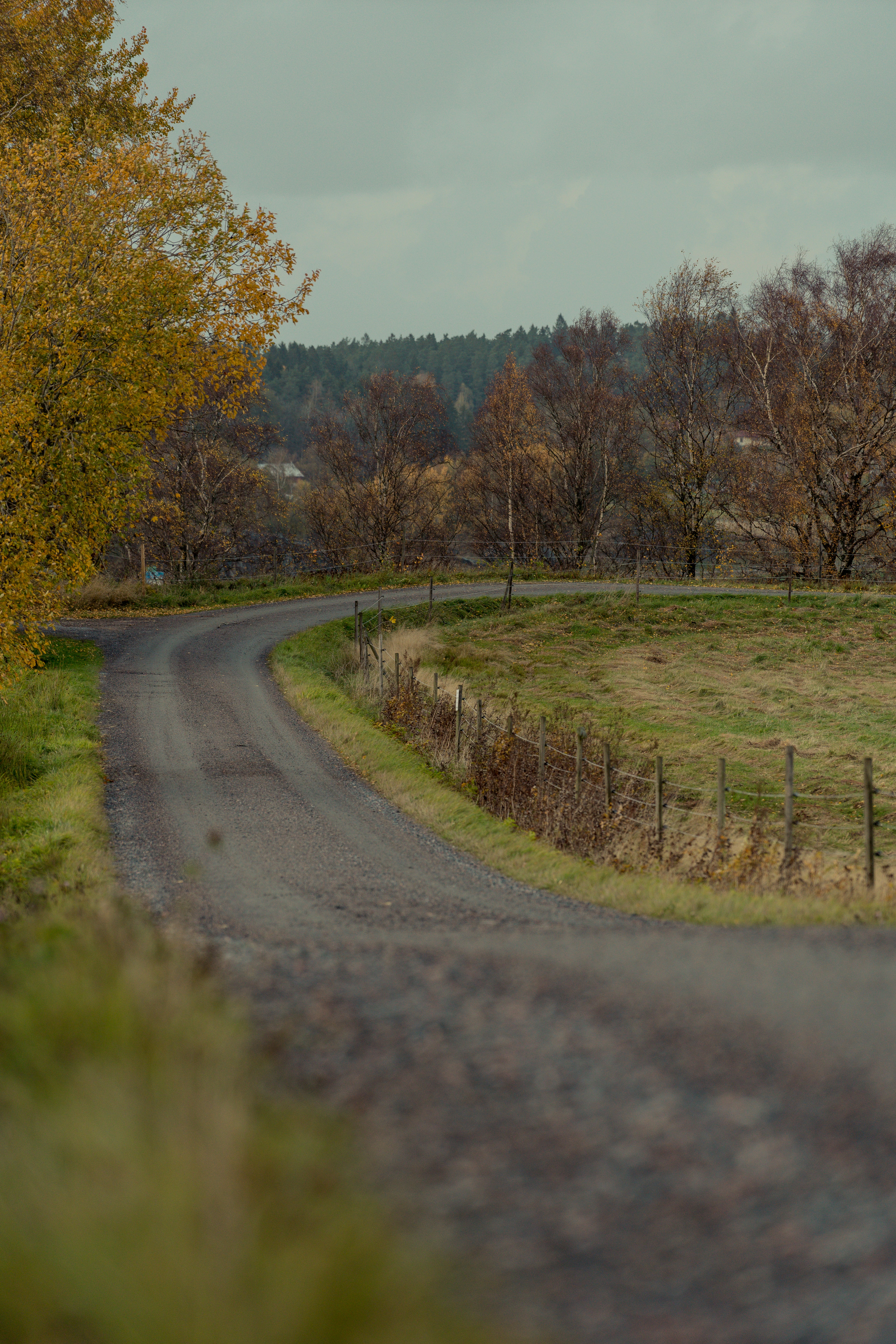 a road with trees on the side