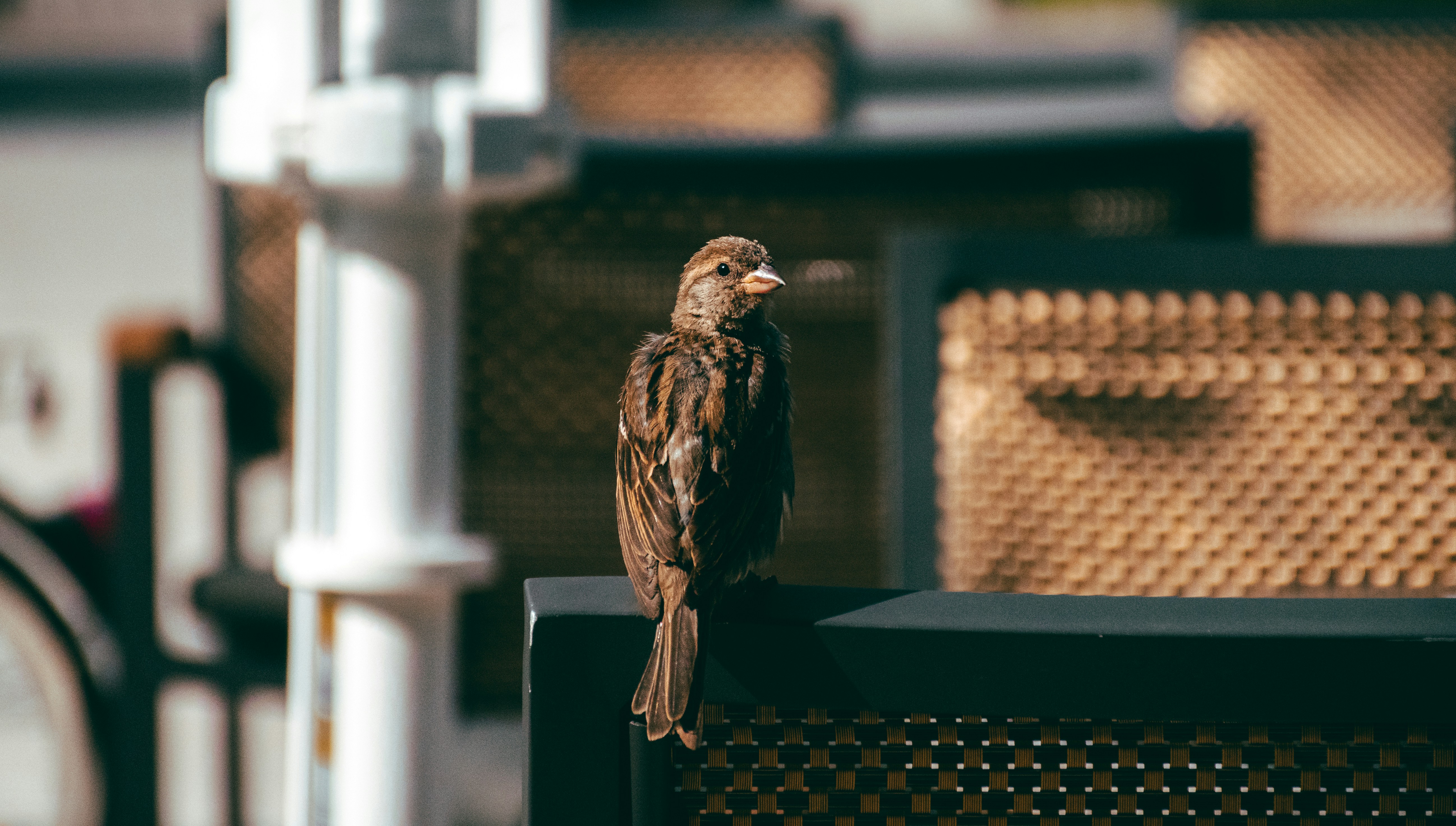 Sparrow on a perforated barrier, steel-gray backdrop with gentle bokeh