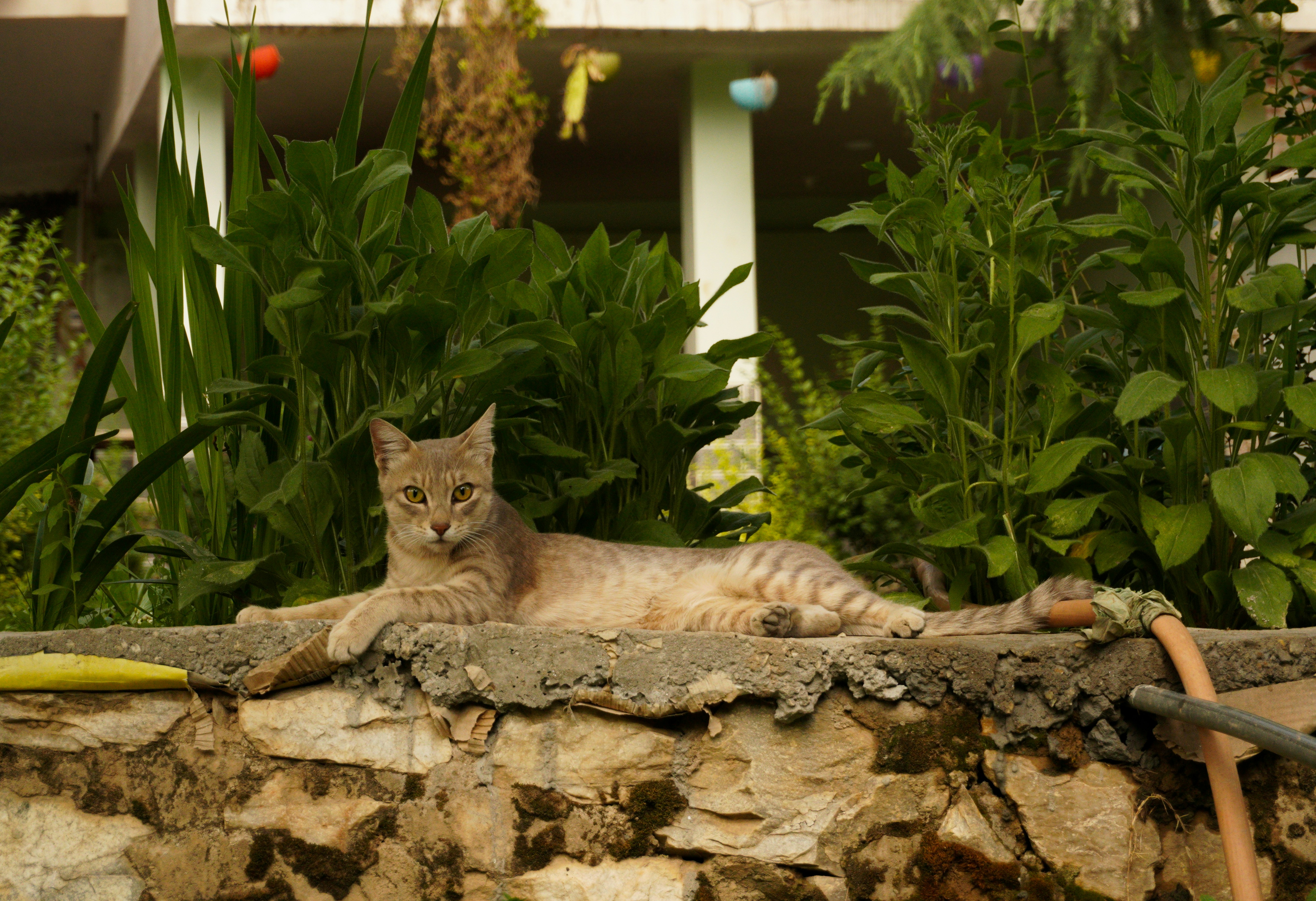 A cat lying on a stone ledge photo – Free Animal Image on Unsplash