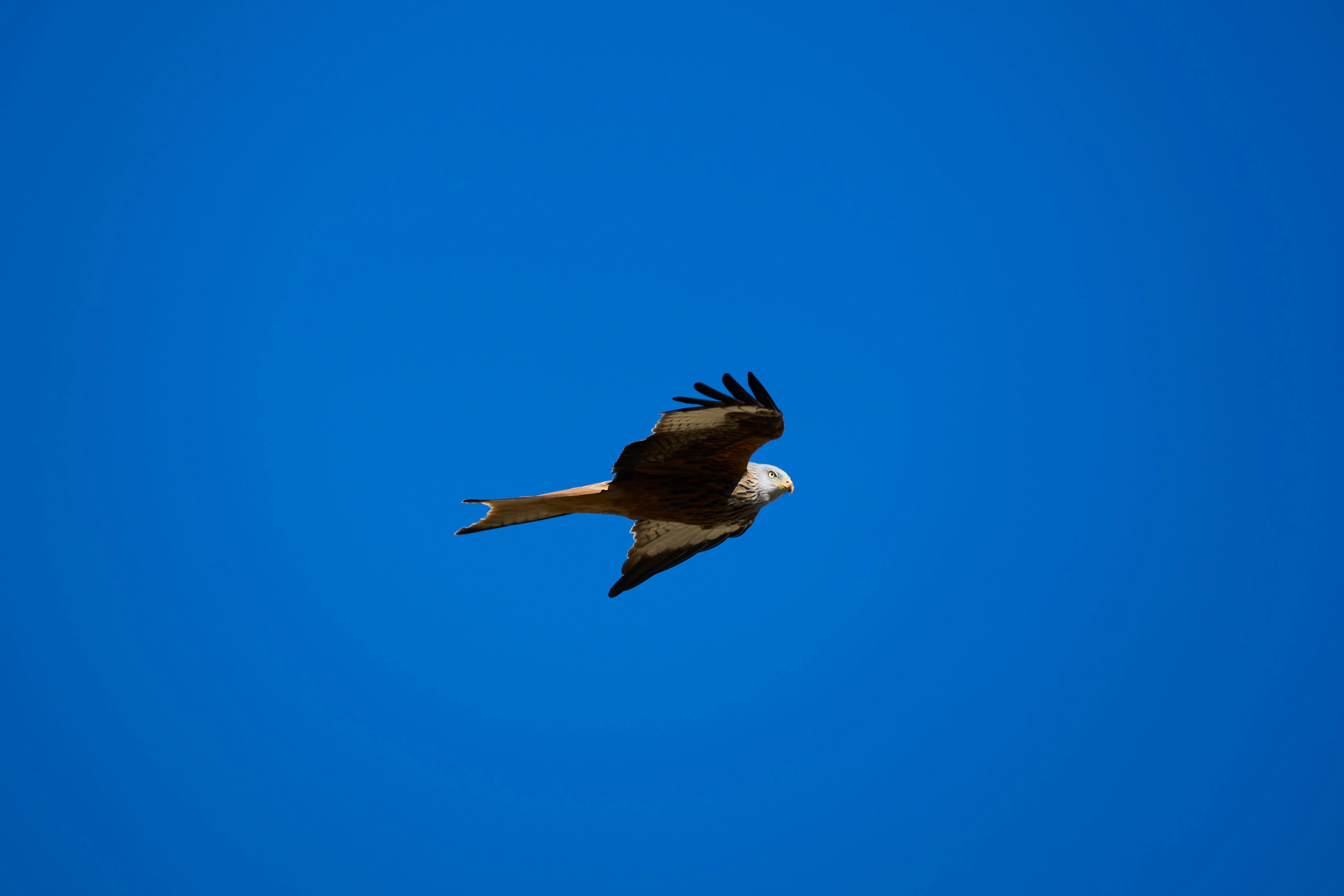 Soaring Silhouette: A Lone Bird Traces a Narrow Blue Sky