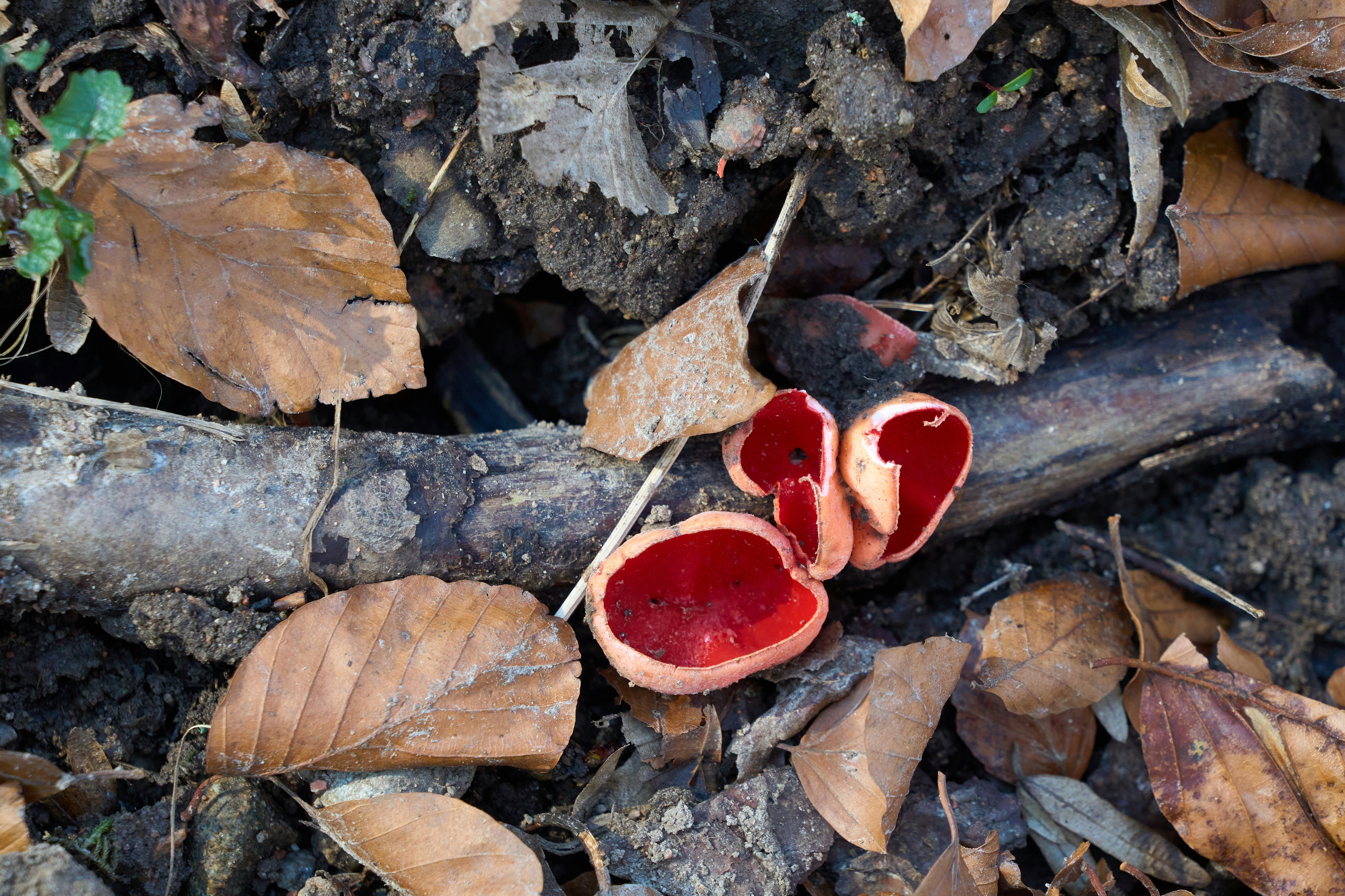 Scarlet Cup Fungi Among Autumn Leaf Litter