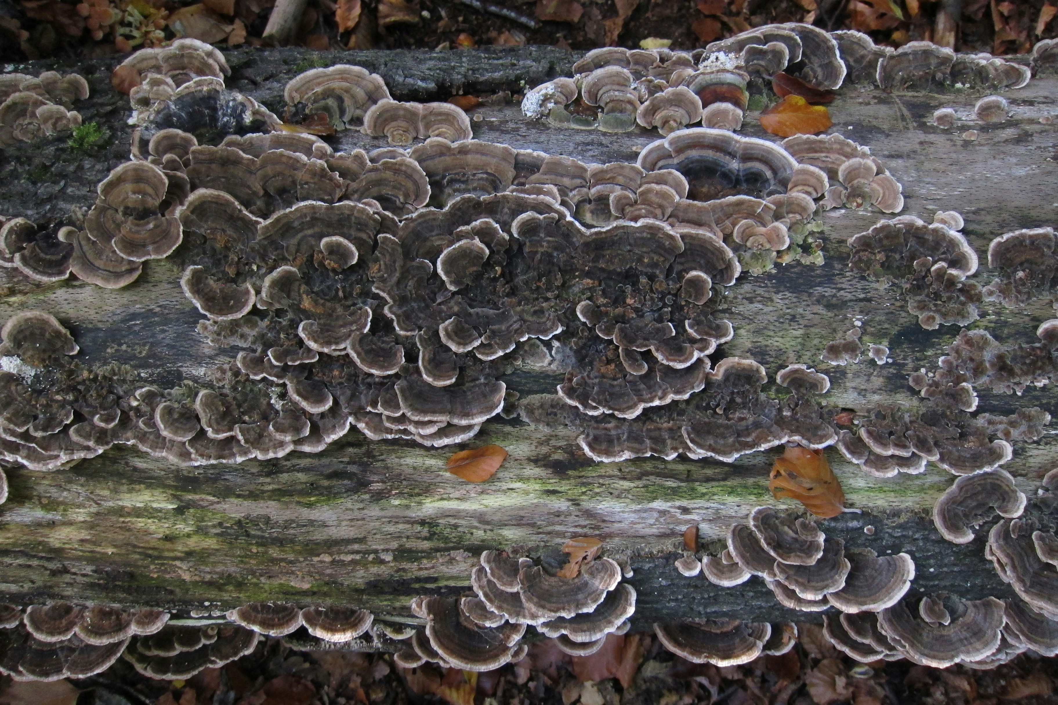 Clusters of mushrooms flourish on a decaying log, showcasing the intricate patterns of nature's decomposition process.