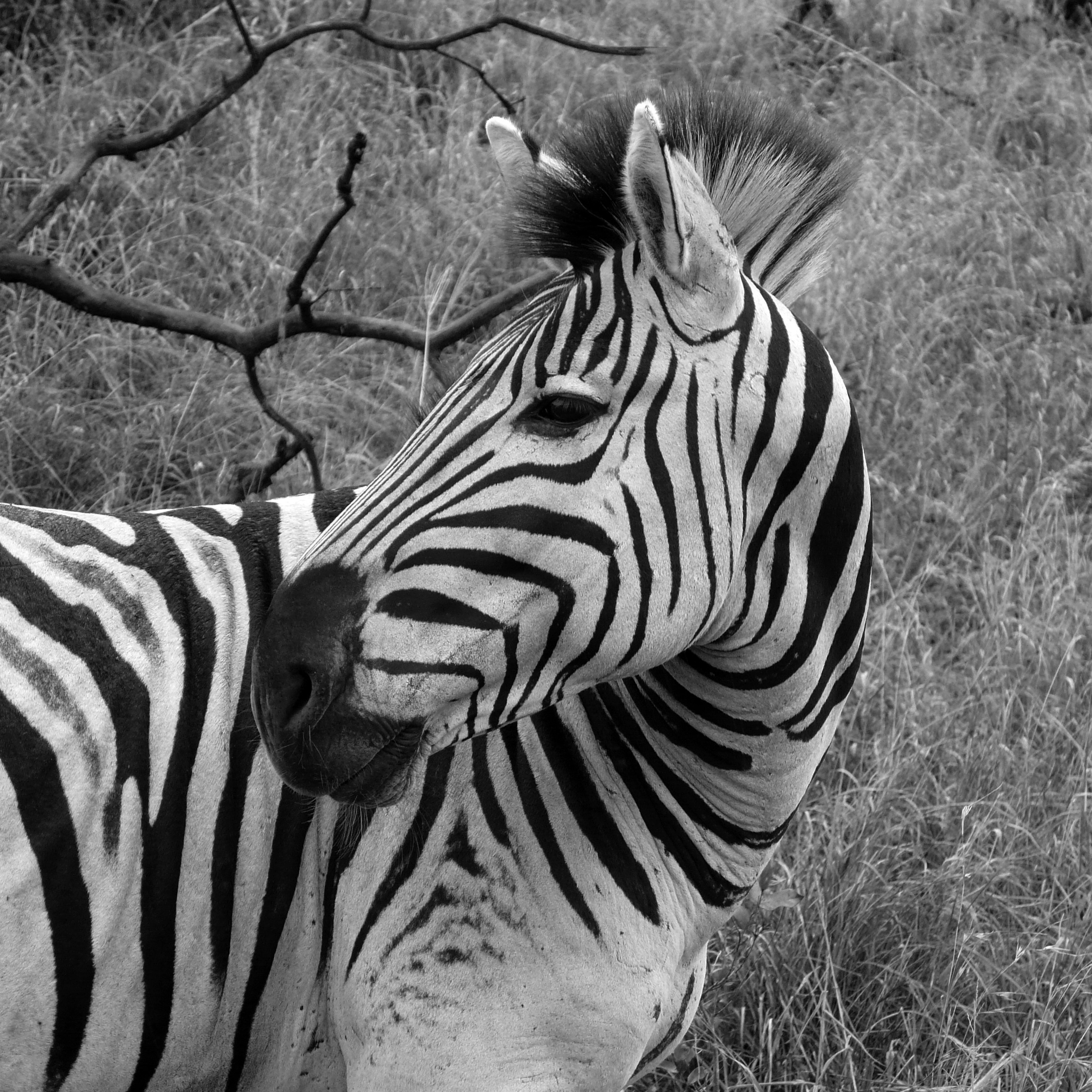 Zebra in South Africa