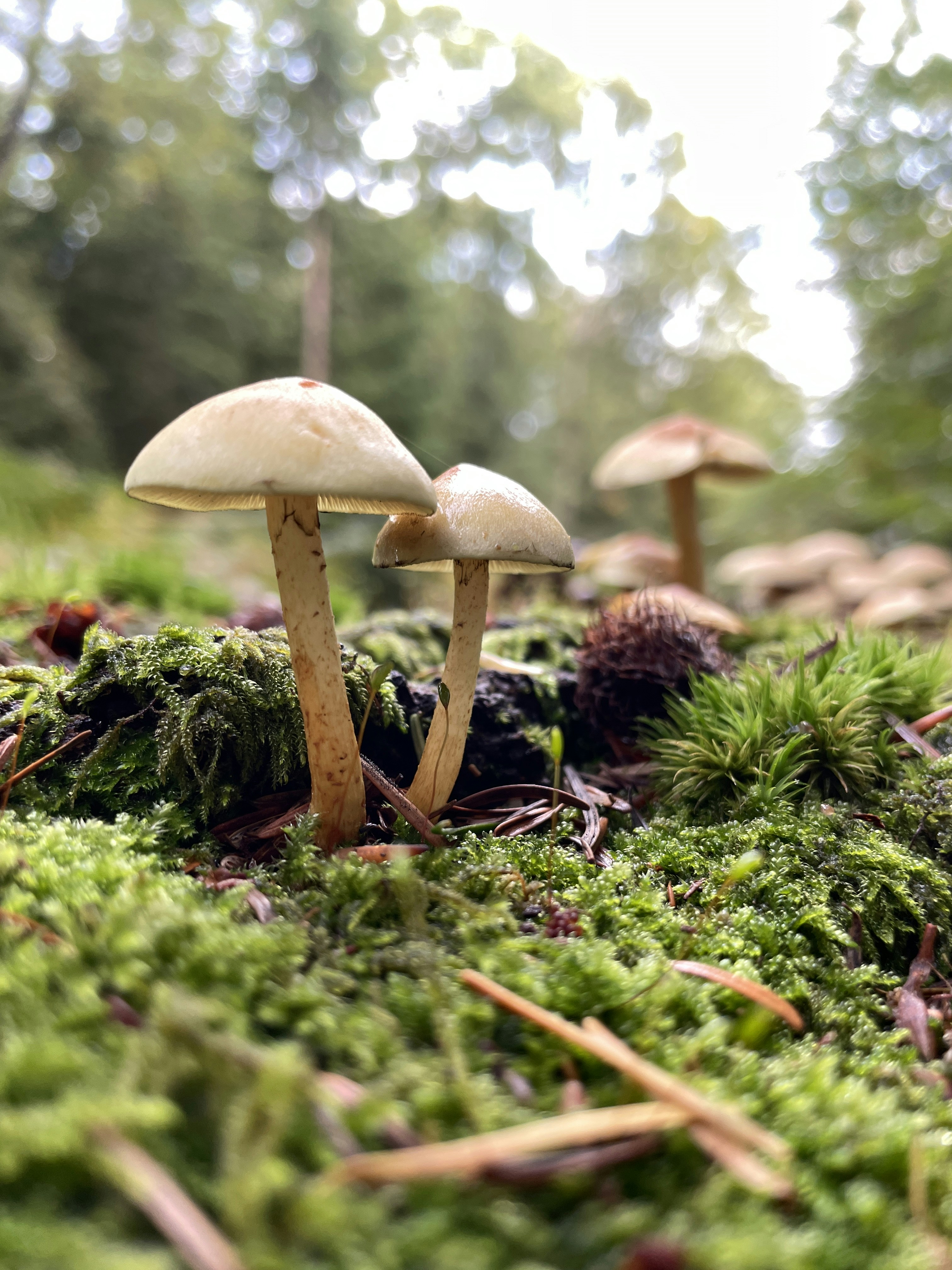 A group of mushrooms growing in a forest photo – Free New forest ...