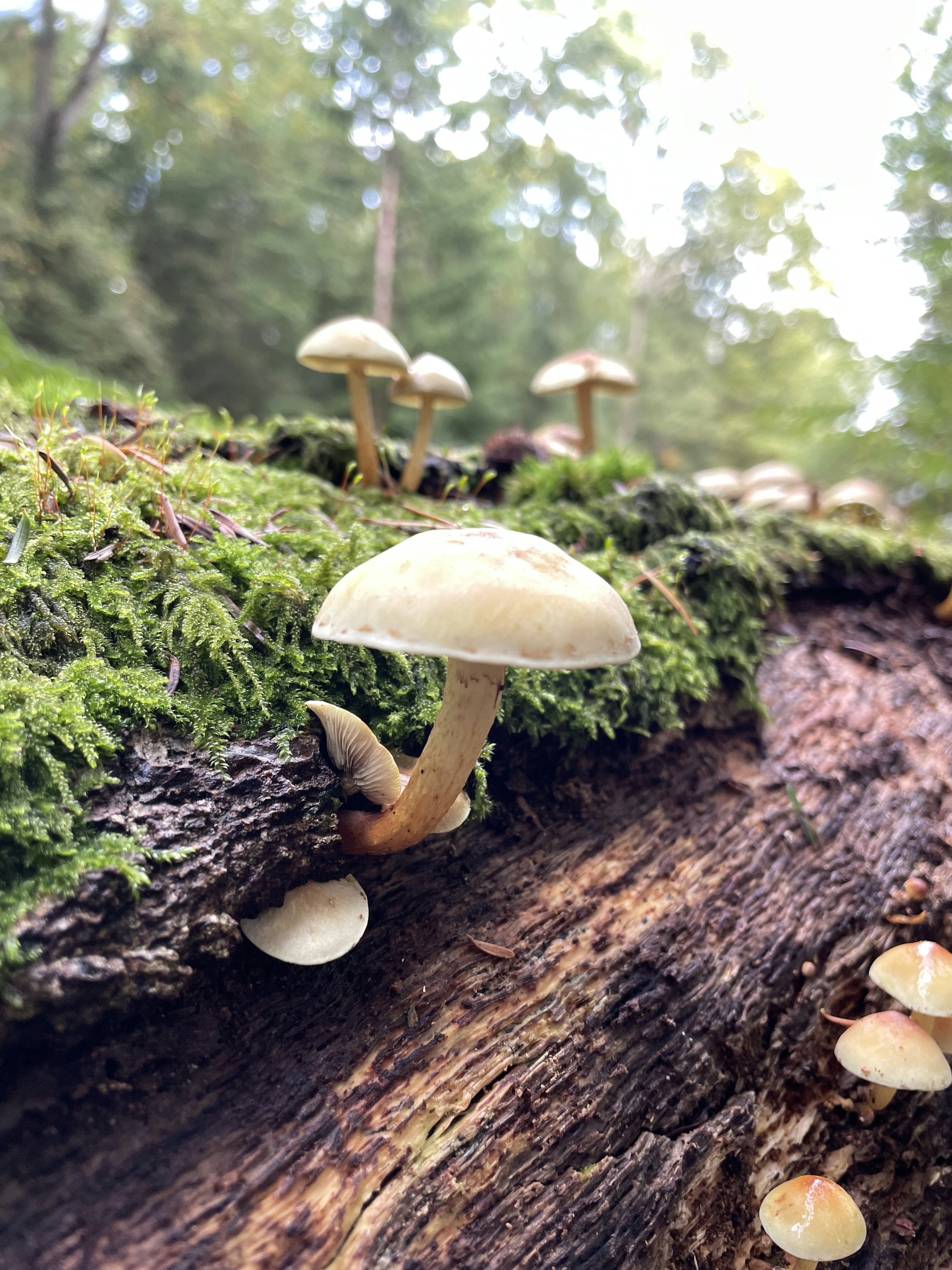 Moss-Crowned Mushrooms on a Sunlit Log