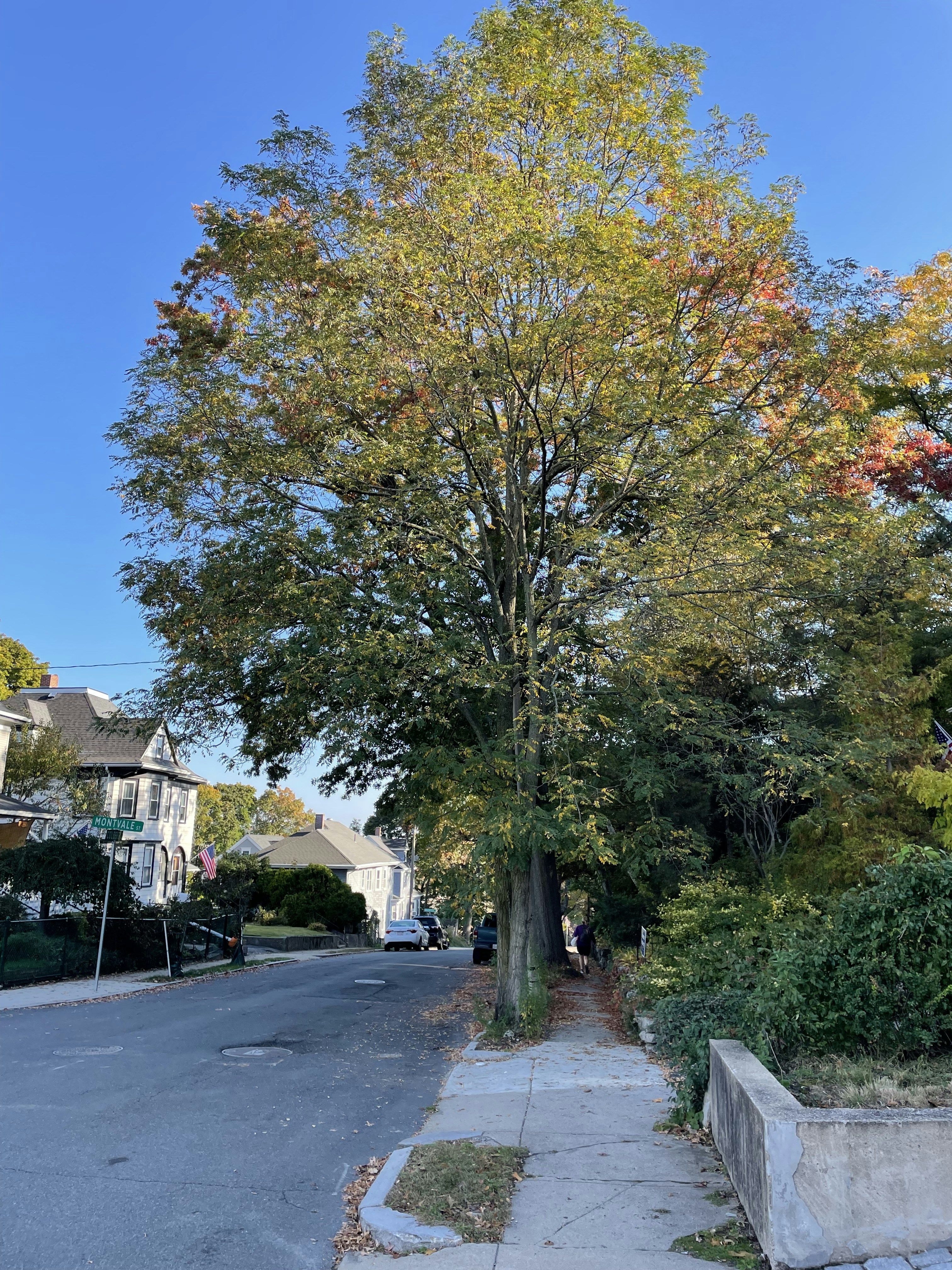 A tree on the side of a road photo – Free Plant Image on Unsplash