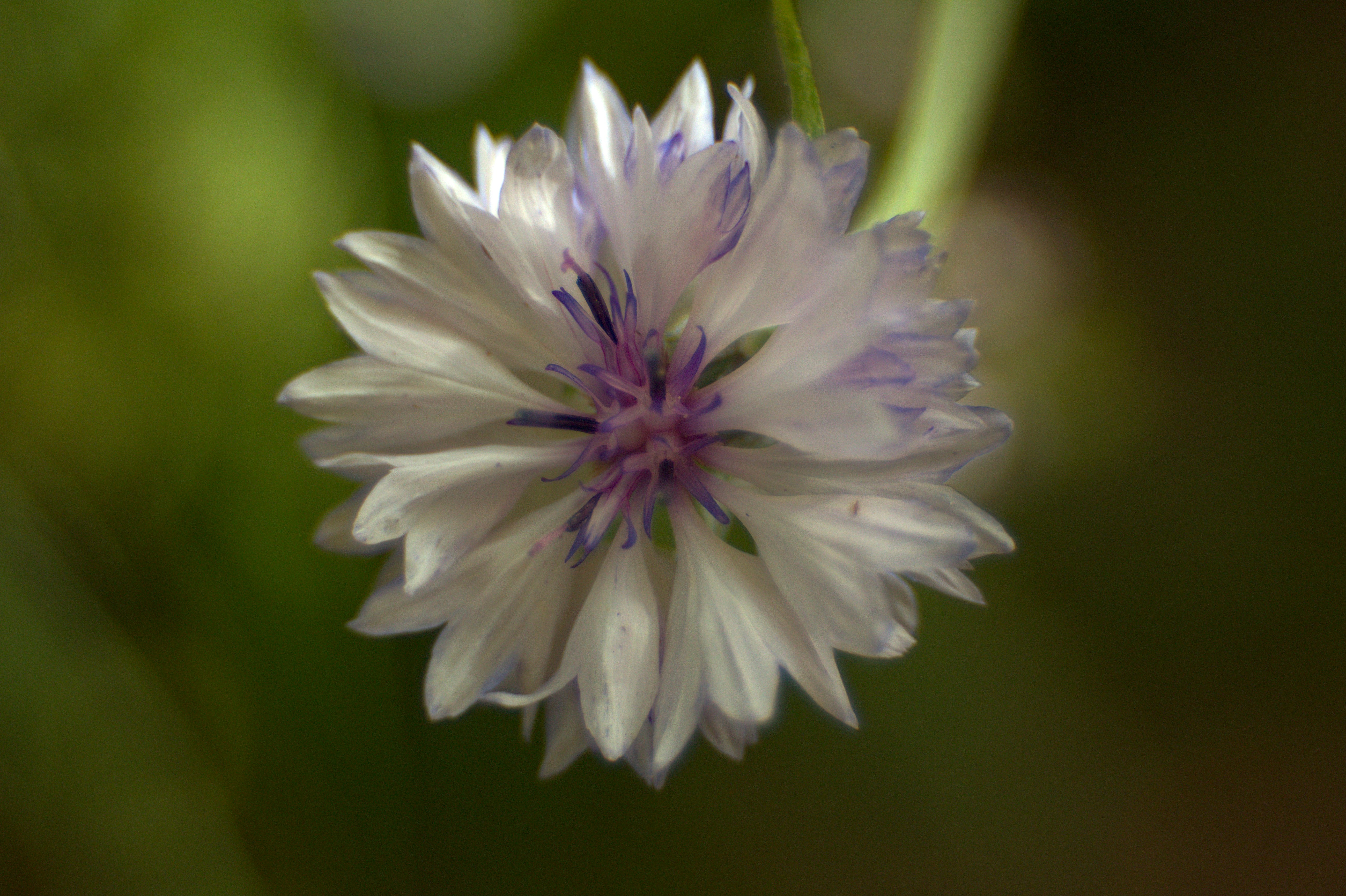 Photo by Ferdinando with Canon EOS 1300D