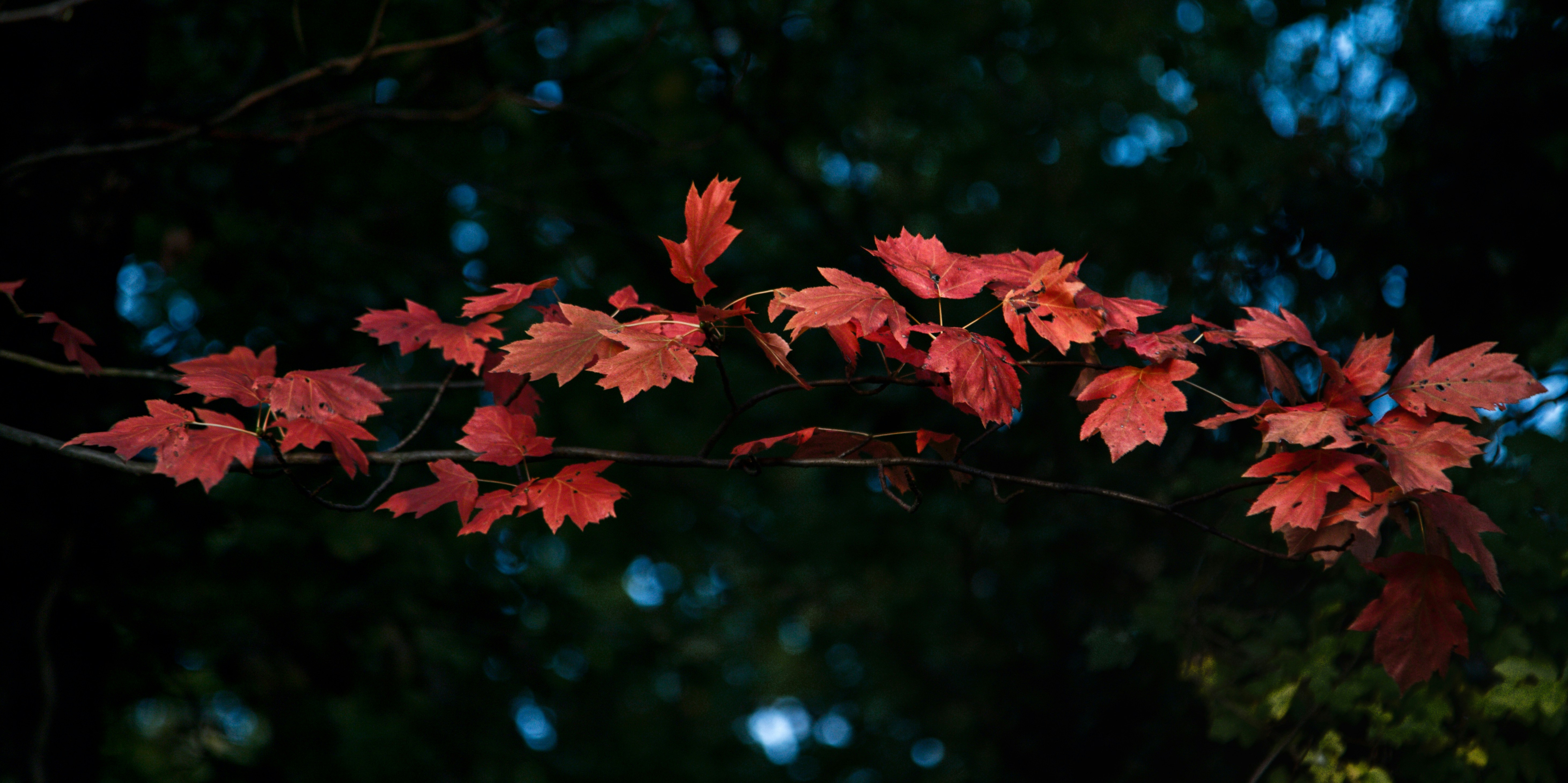 Crimson Maple on a Shadowed Branch