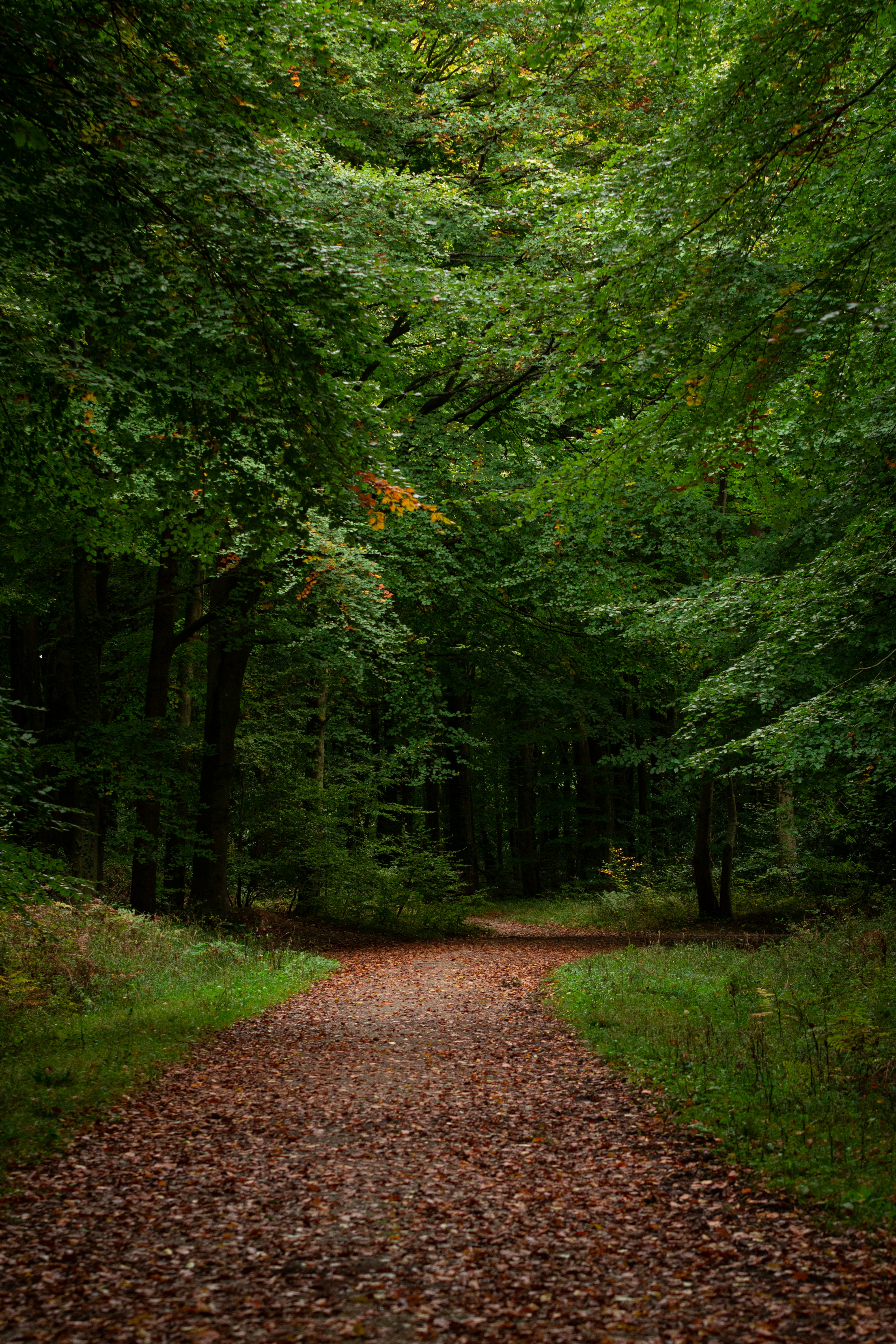 Dappled Corridor: A Leaf-Lined Path Fading into the Woods