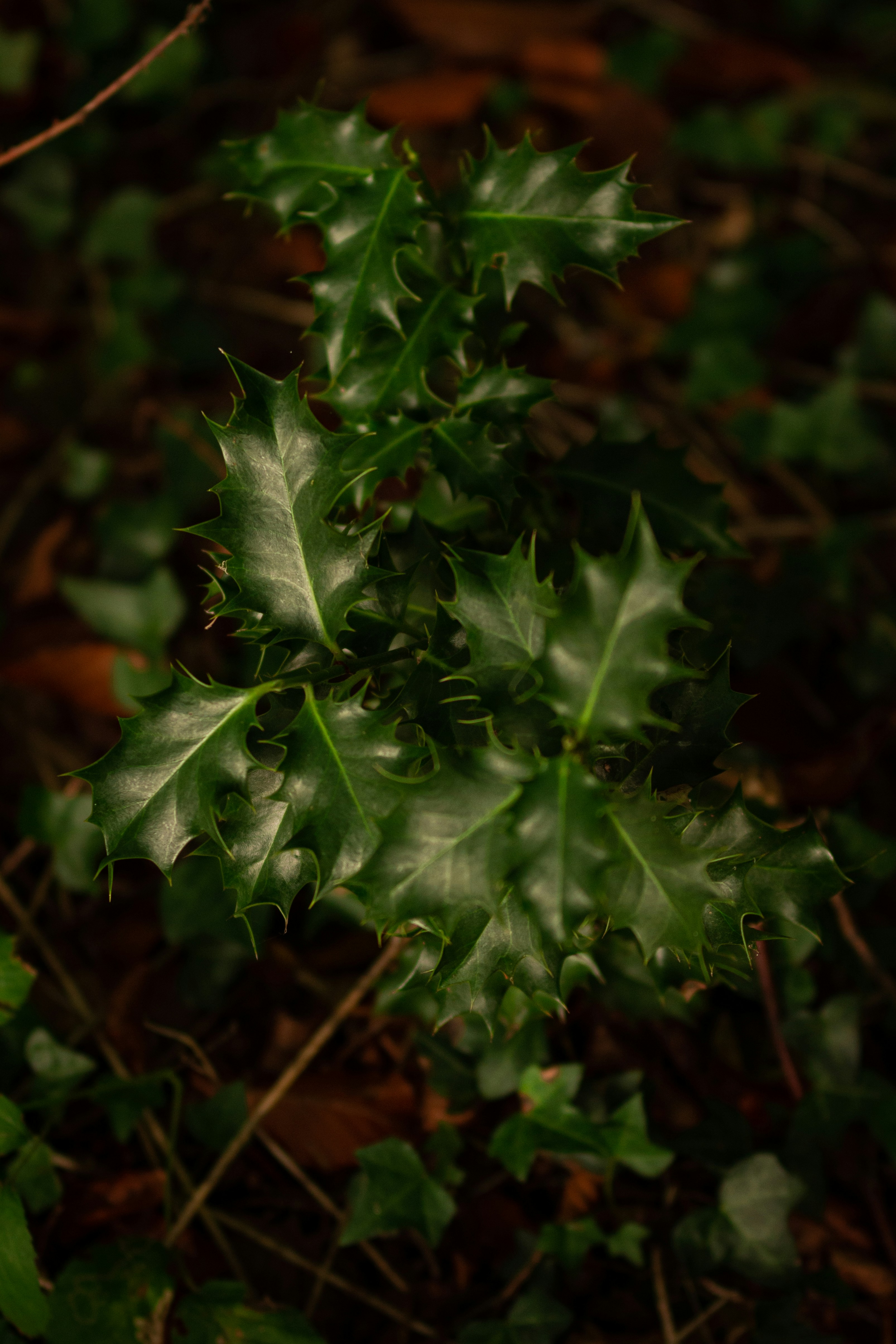 a close up of some leaves