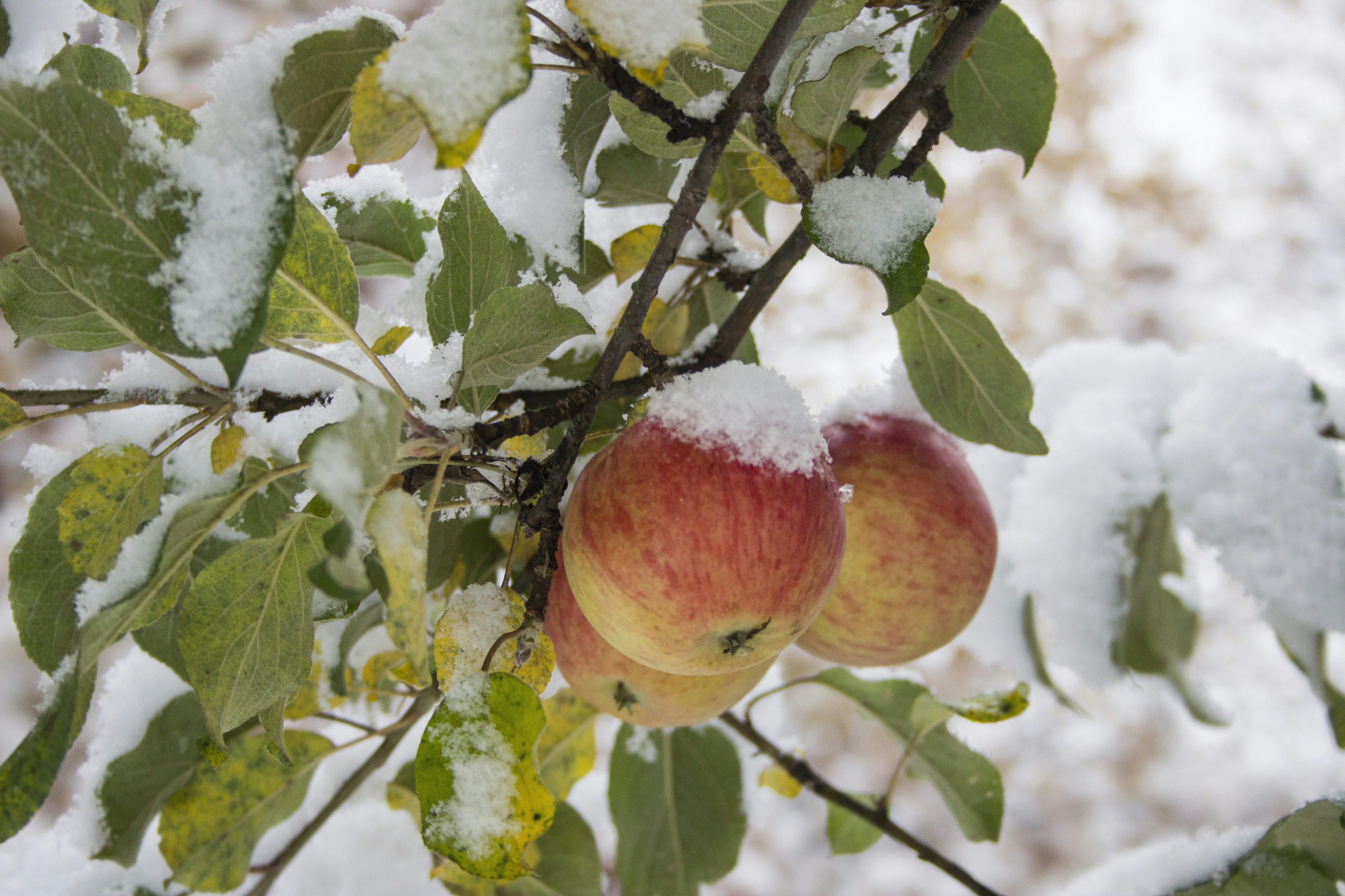 An early snow makes unpicked apples crispy and really good but shortening the lifespan of the autumn apple. season. Helping Christmas come early.