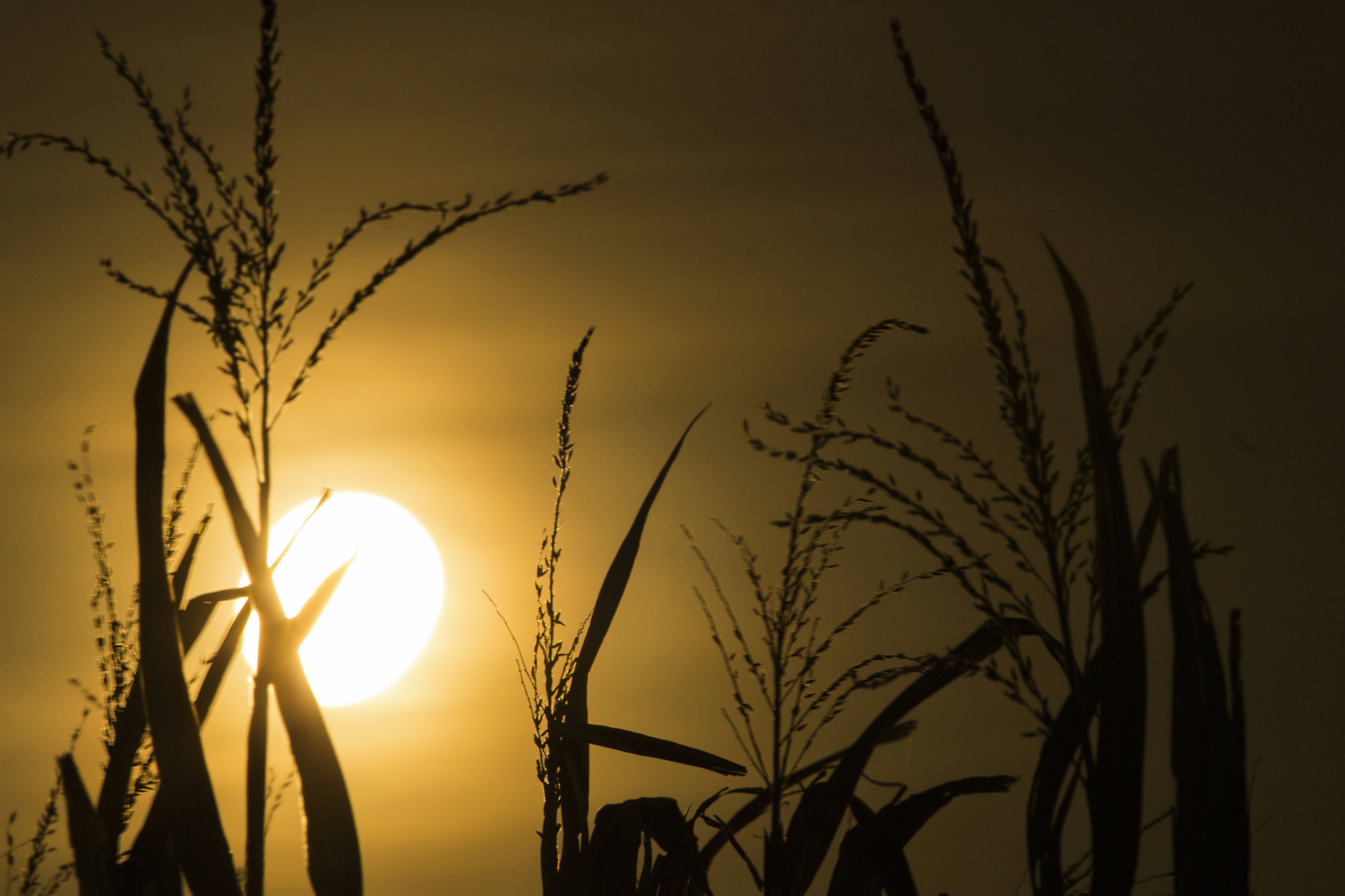 A full moon seen in a Nebraska corn field. a peaceful and serene setting on a crisp autumn evening.