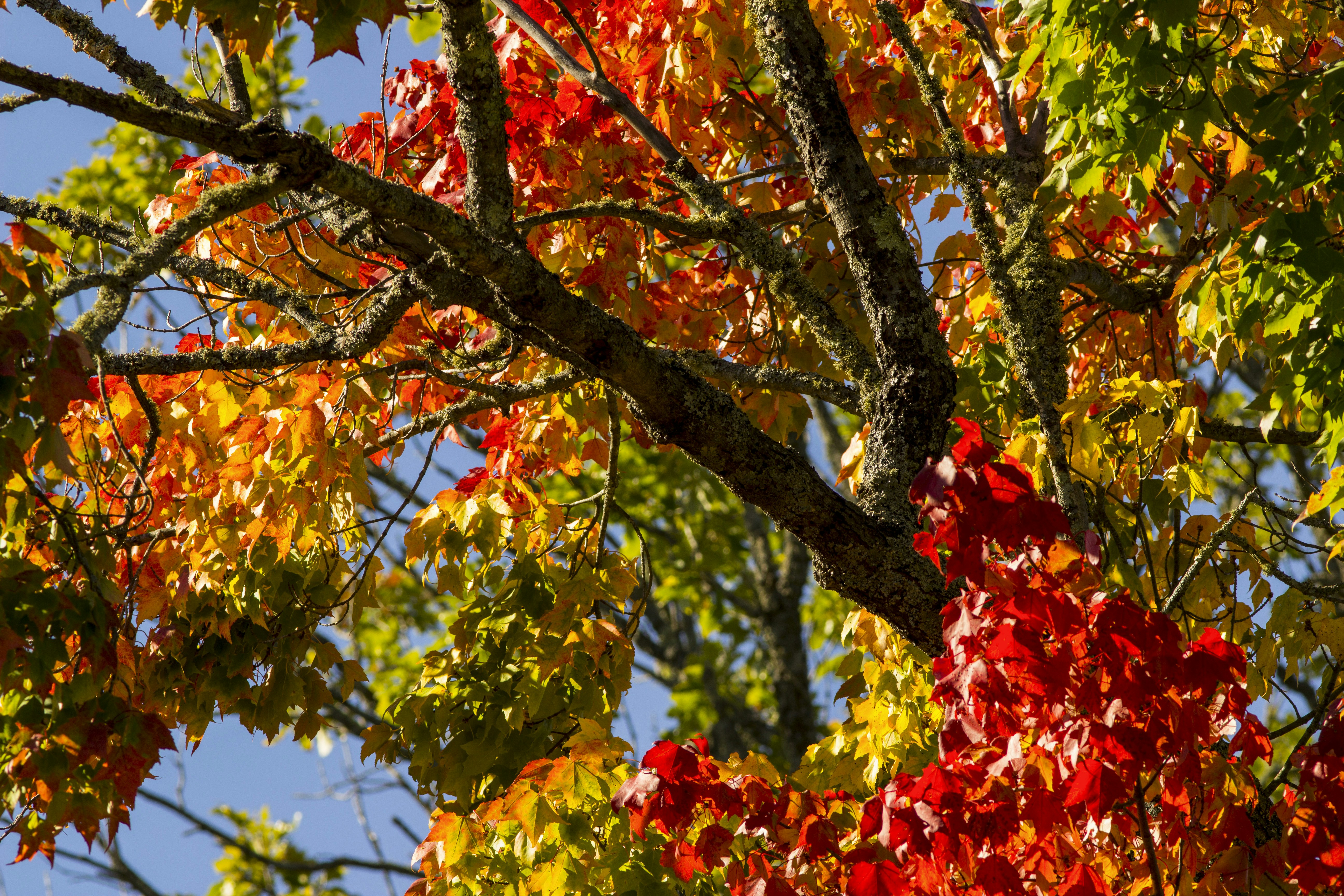 Un arbre aux feuilles rouges photo – Image gratuite de Shevlin (en ...