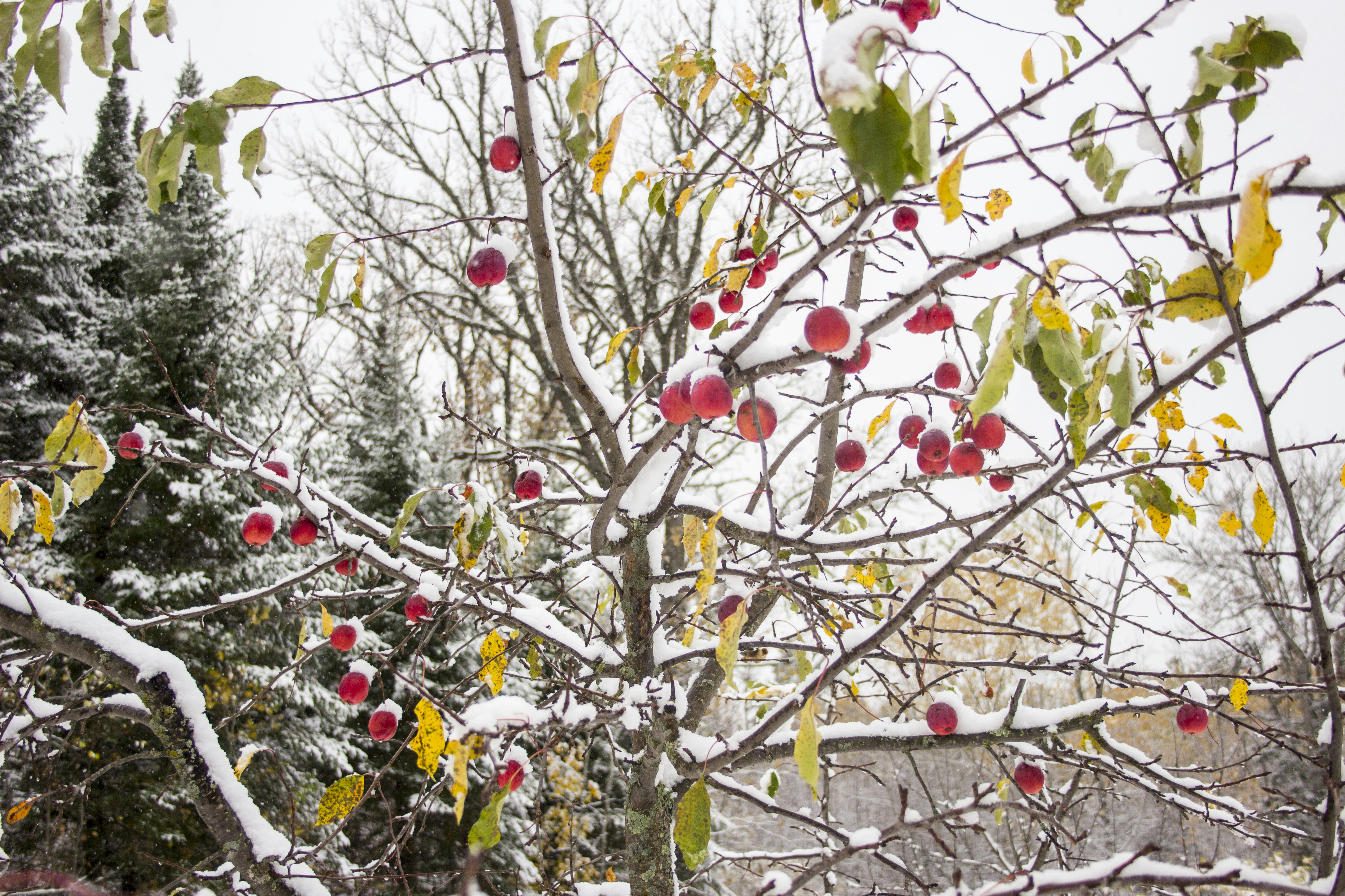 A tree with red berries photo – Free Mn Image on Unsplash
