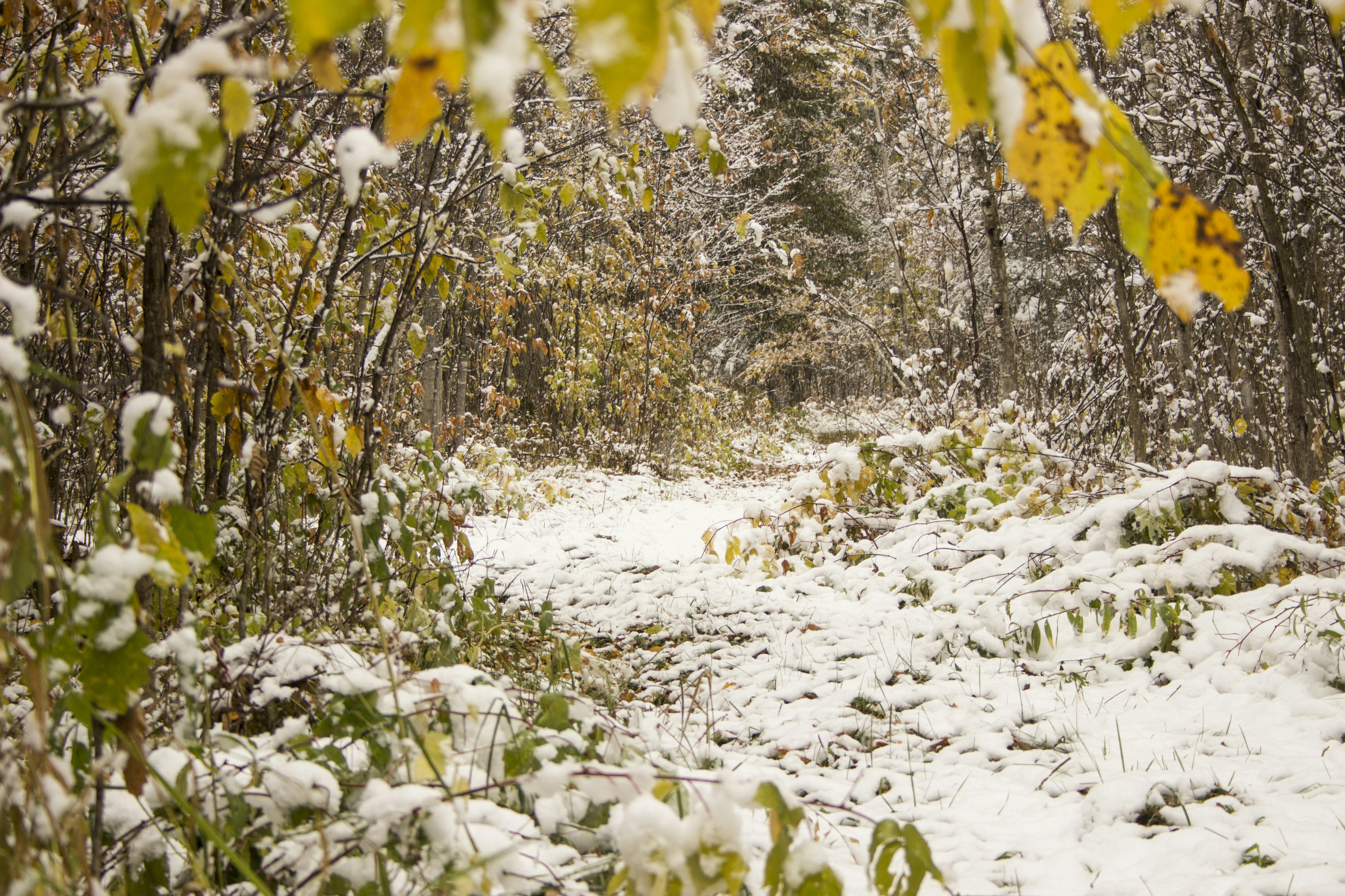 Footpath of Silent Snow: Golden Leaves Framing a Winter Walk