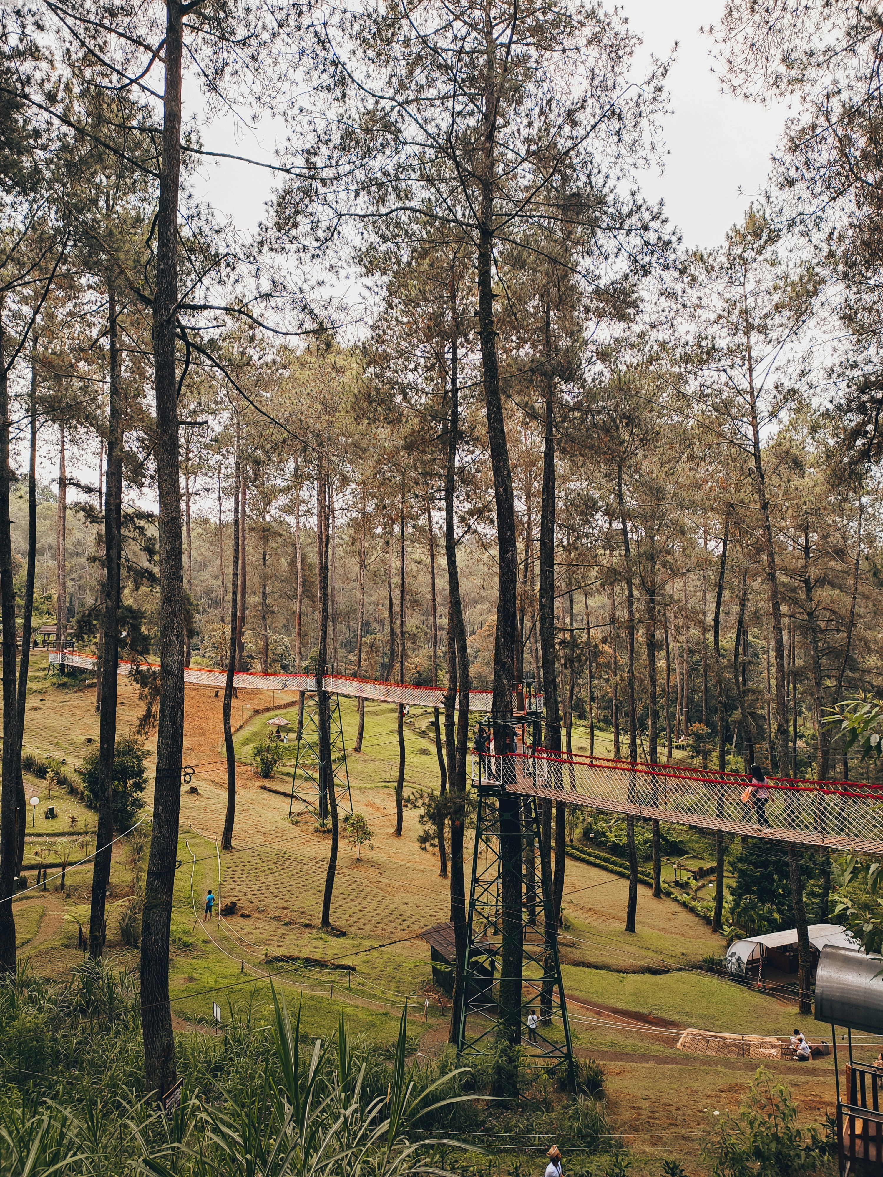 A photograph of a suspended rope bridge weaving between tall pine trees in a sunlit park, with visitors on the walkway and grassy terrain below.