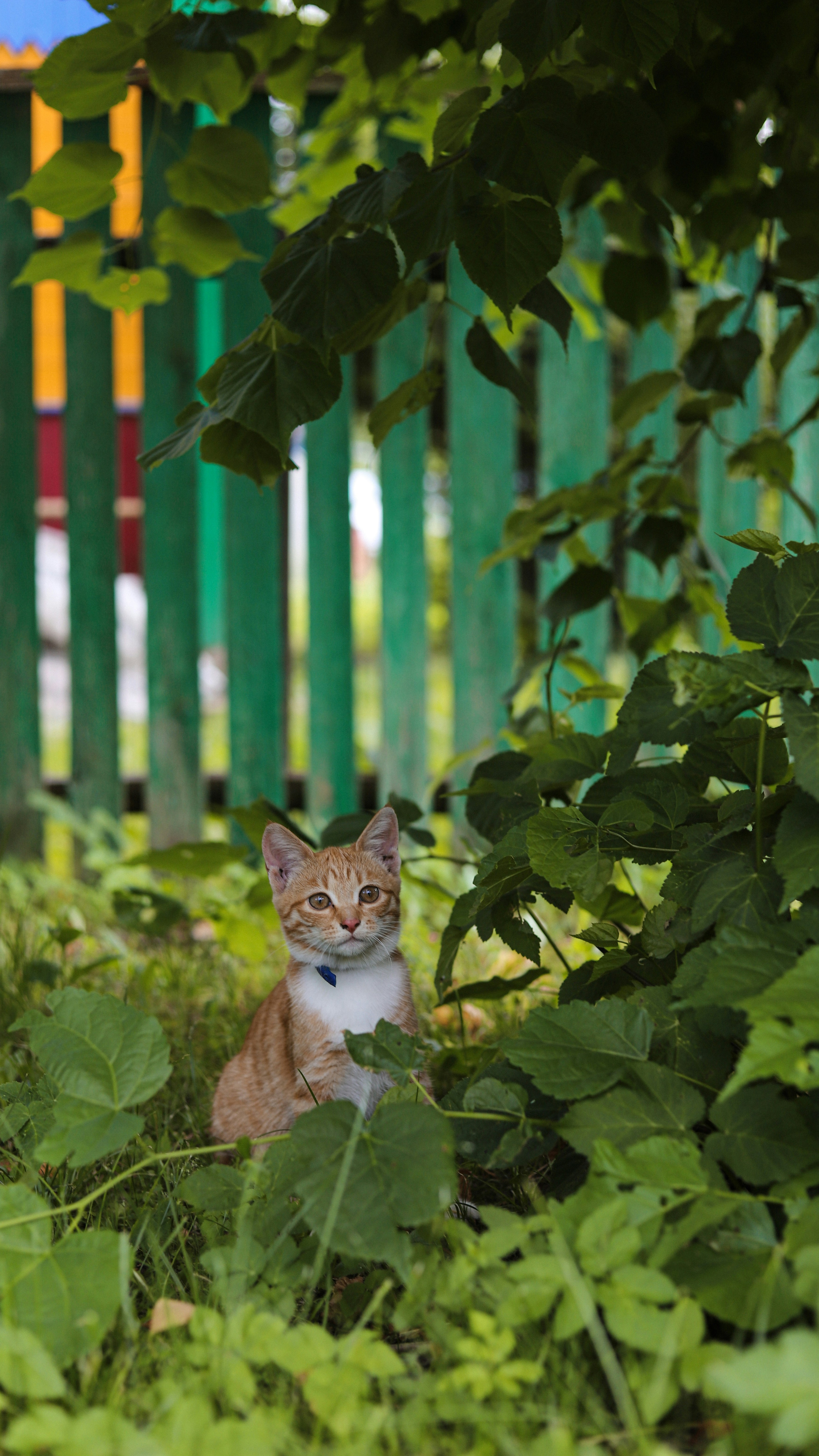 A cat in a bush photo – Free Cat Image on Unsplash