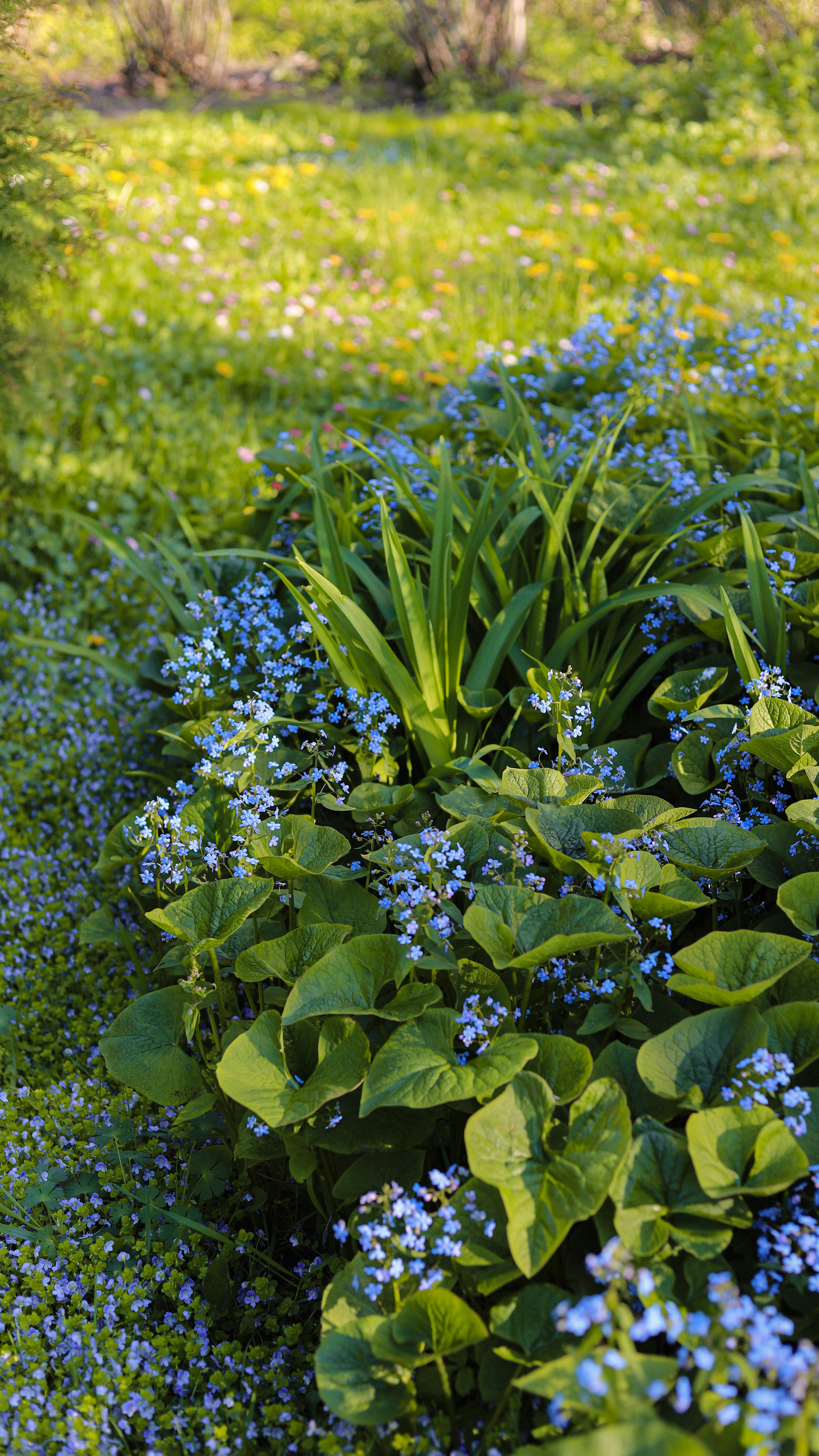 Azure Border: Forget-Me-Nots Woven Through Sunlit Foliage